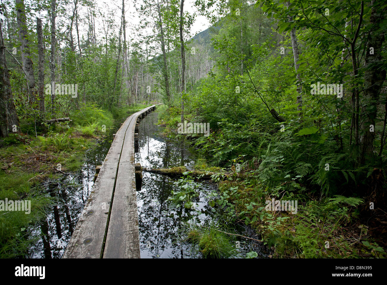 Footbridge used to cross over the wetlands. Chilkoot Trail. Alaska. USA ...
