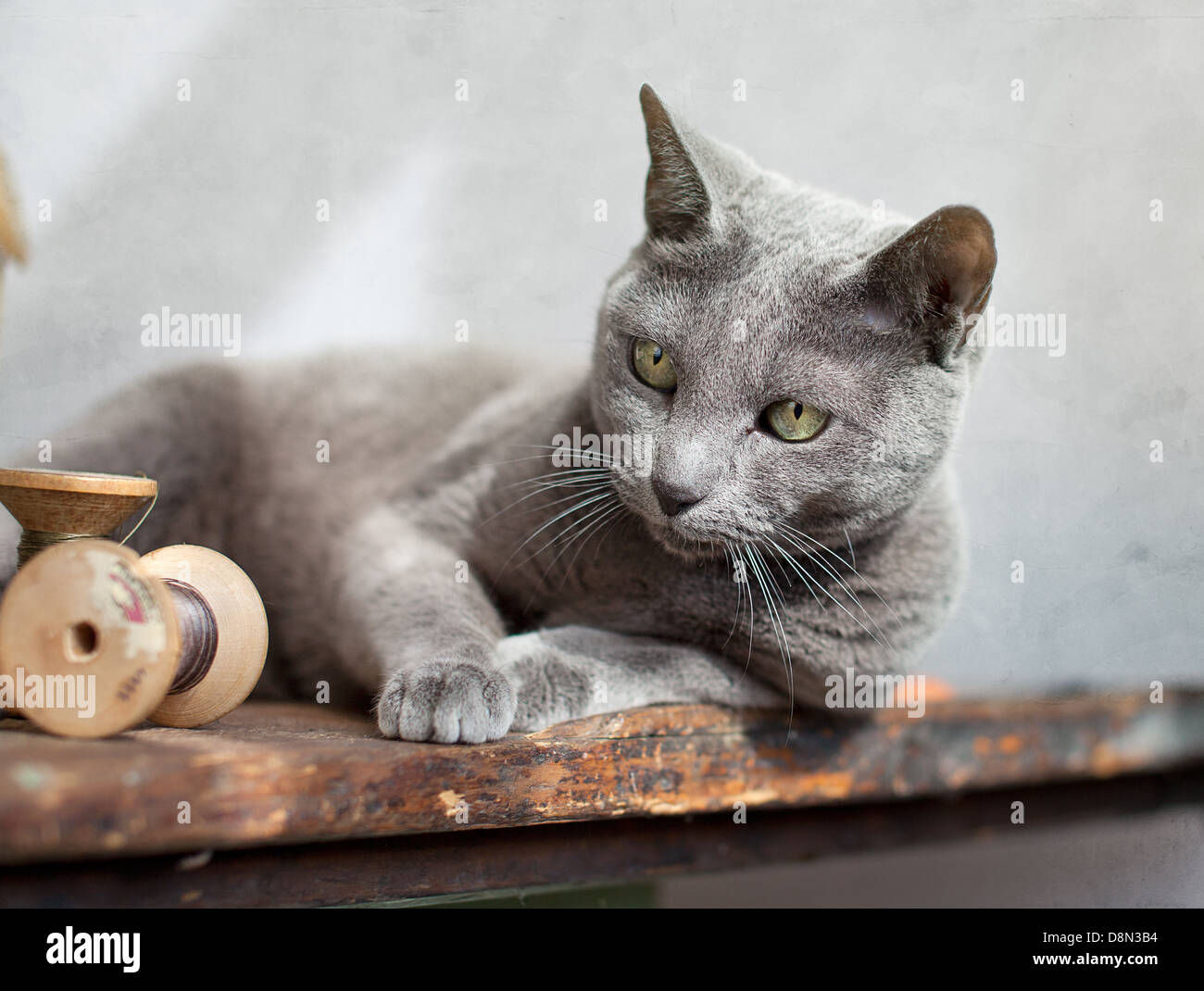 Cat on Table Stock Photo - Alamy