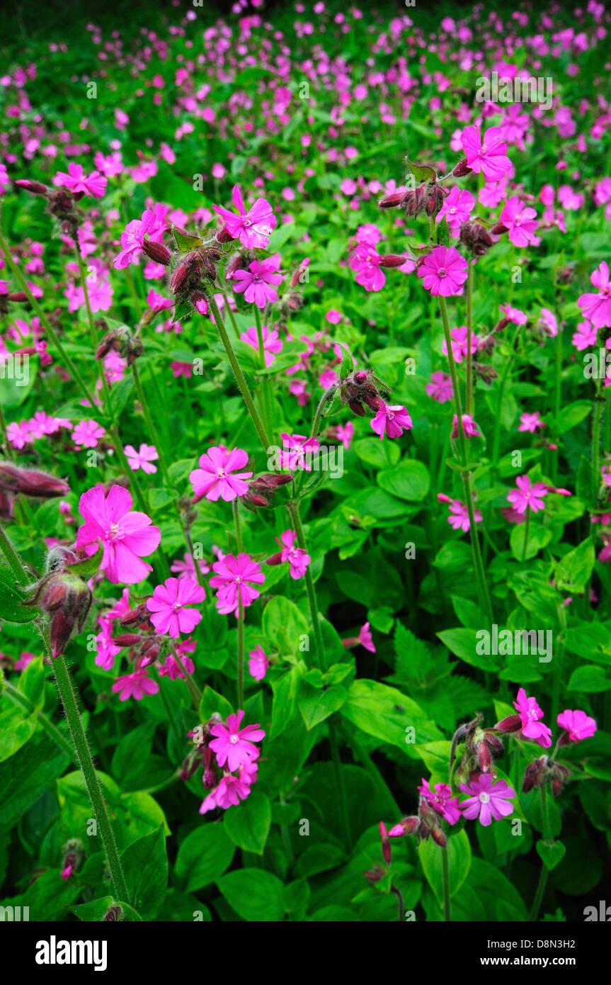 Pink campion flower hi-res stock photography and images - Alamy