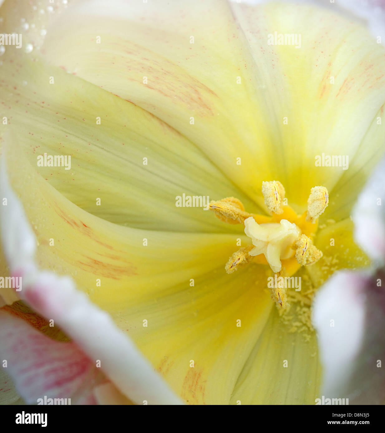 Tulips with water drops Stock Photo - Alamy