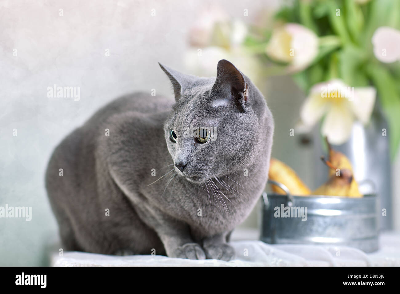 Cat sitting table looking milk hi-res stock photography and images - Alamy