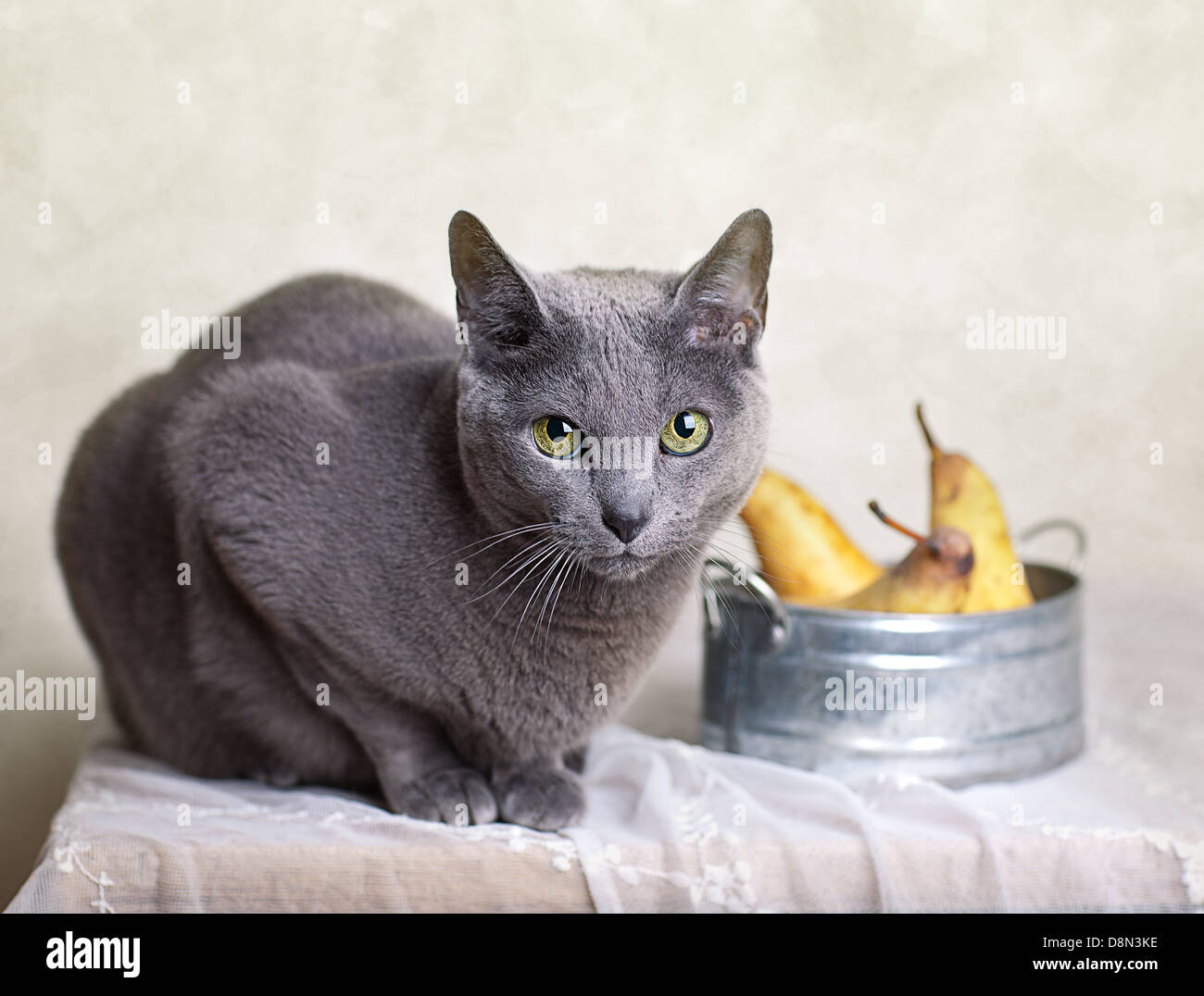 Cat on Table Stock Photo - Alamy
