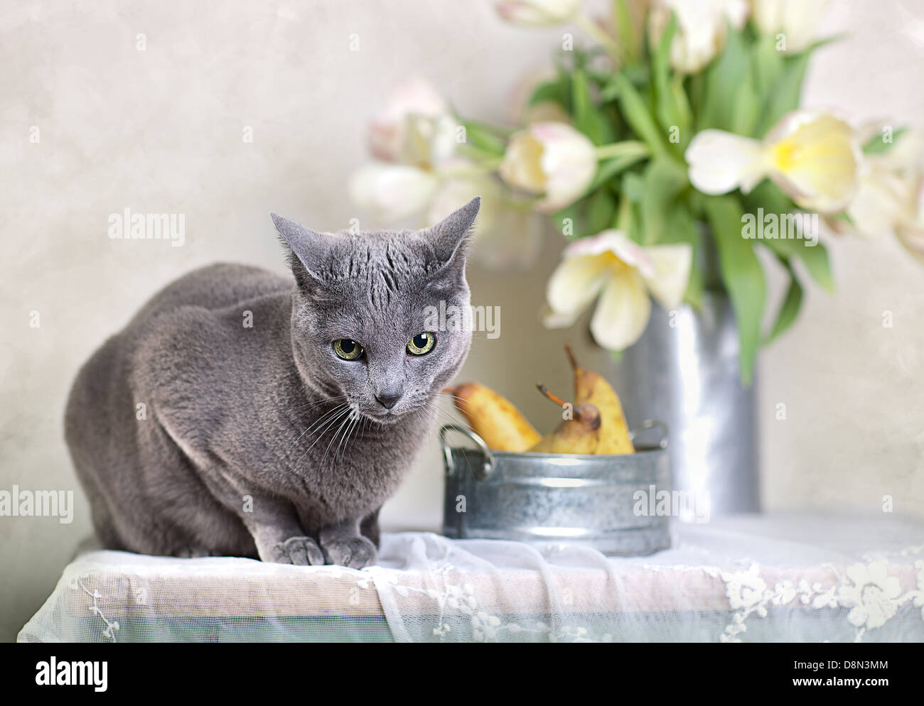 Cat on Table Stock Photo - Alamy