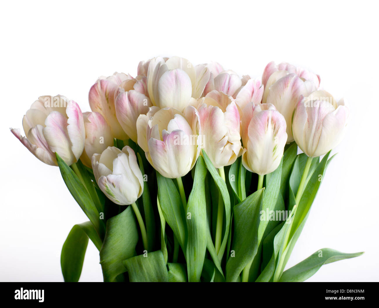 Tulips with water drops Stock Photo - Alamy