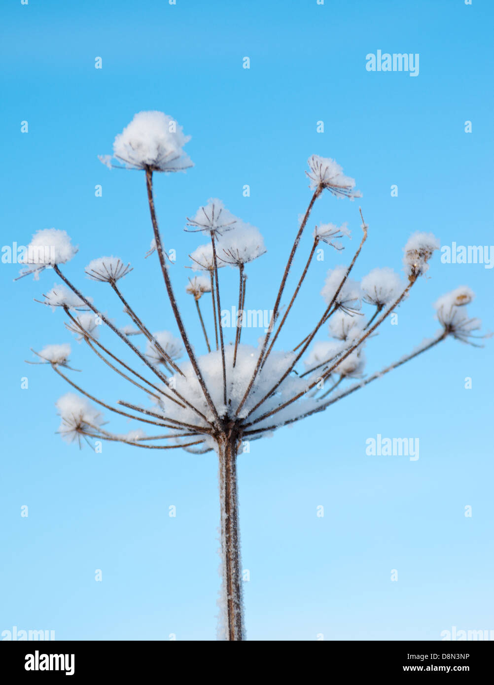 Winter scene .Frozenned flower Stock Photo - Alamy