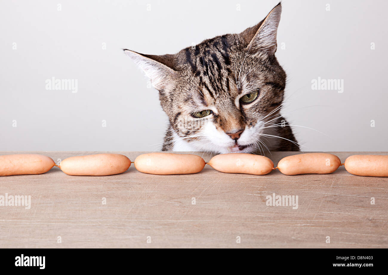 Cat and Sausages Stock Photo - Alamy
