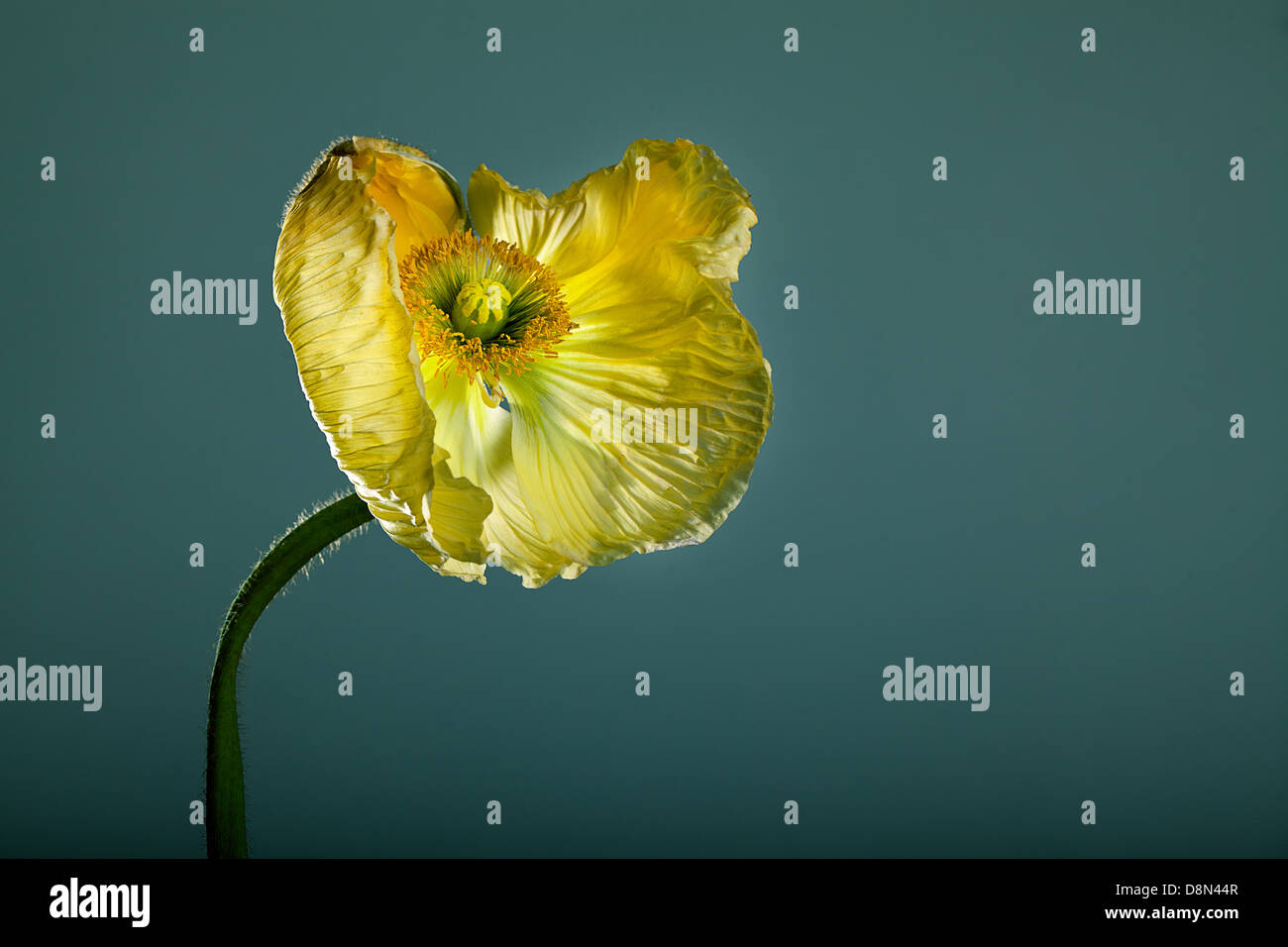 Yellow Poppy Flower Stock Photo - Alamy