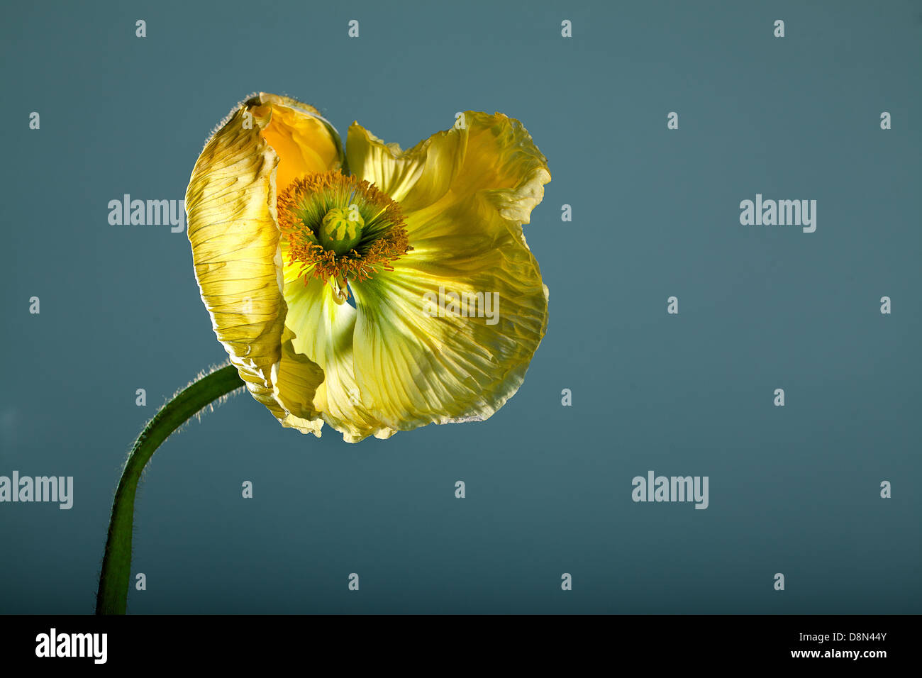 Yellow Poppy Flower Stock Photo - Alamy