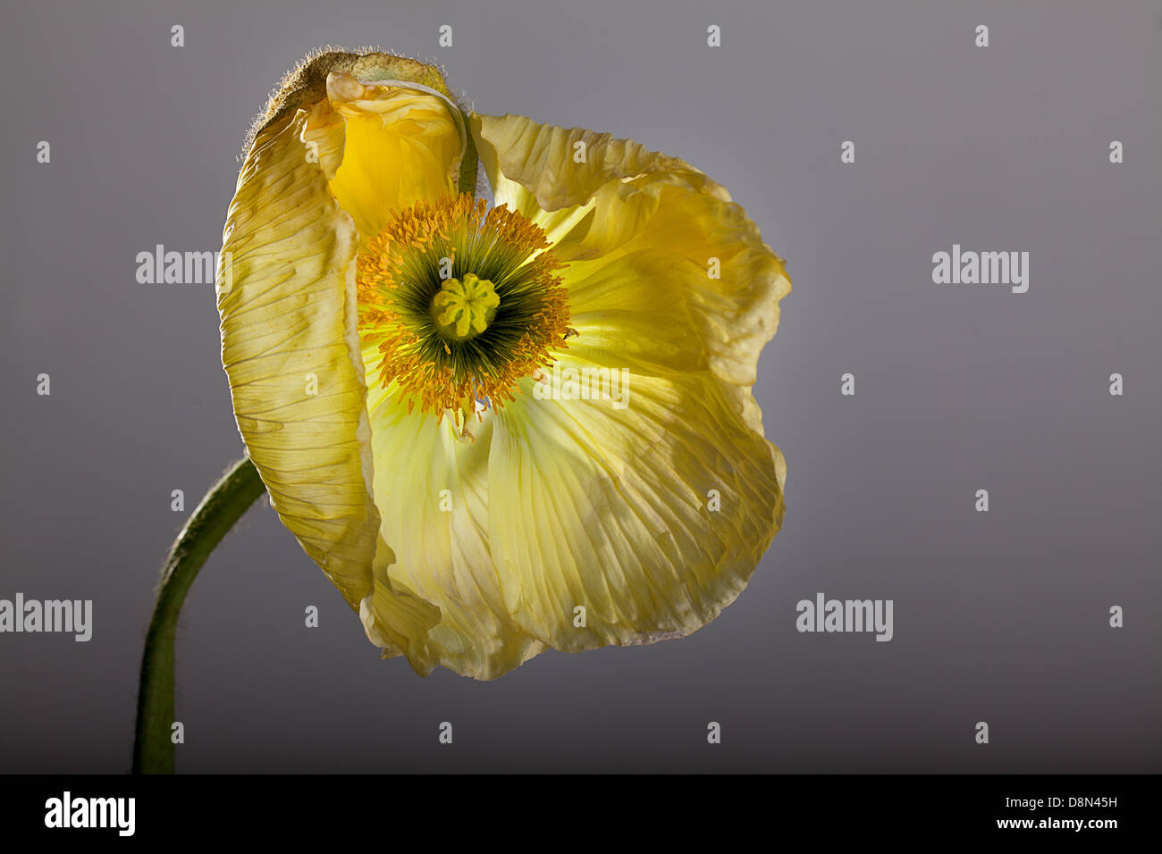 Yellow Poppy Flower Stock Photo - Alamy