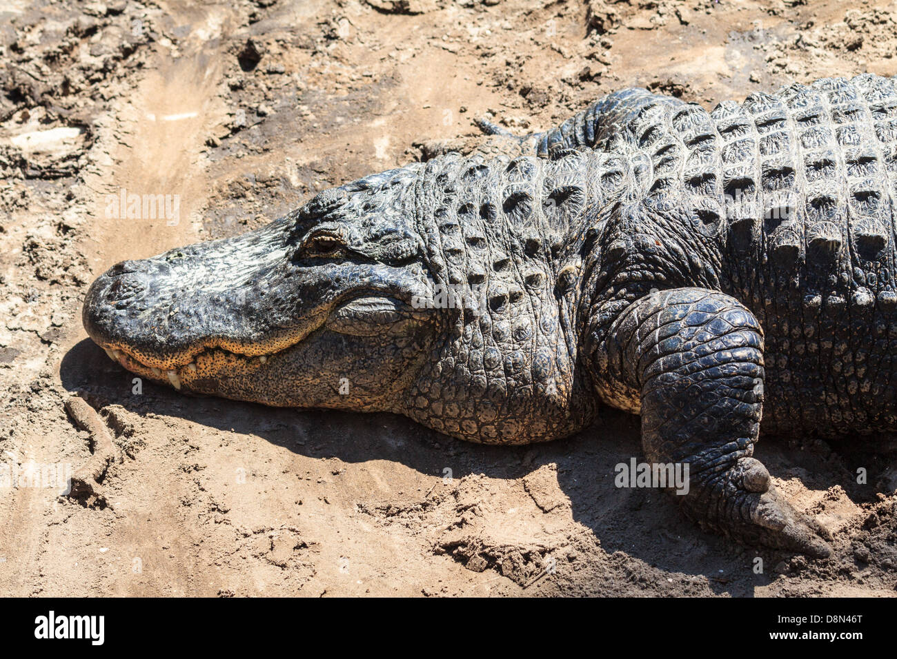 Sand alligator hi-res stock photography and images - Alamy