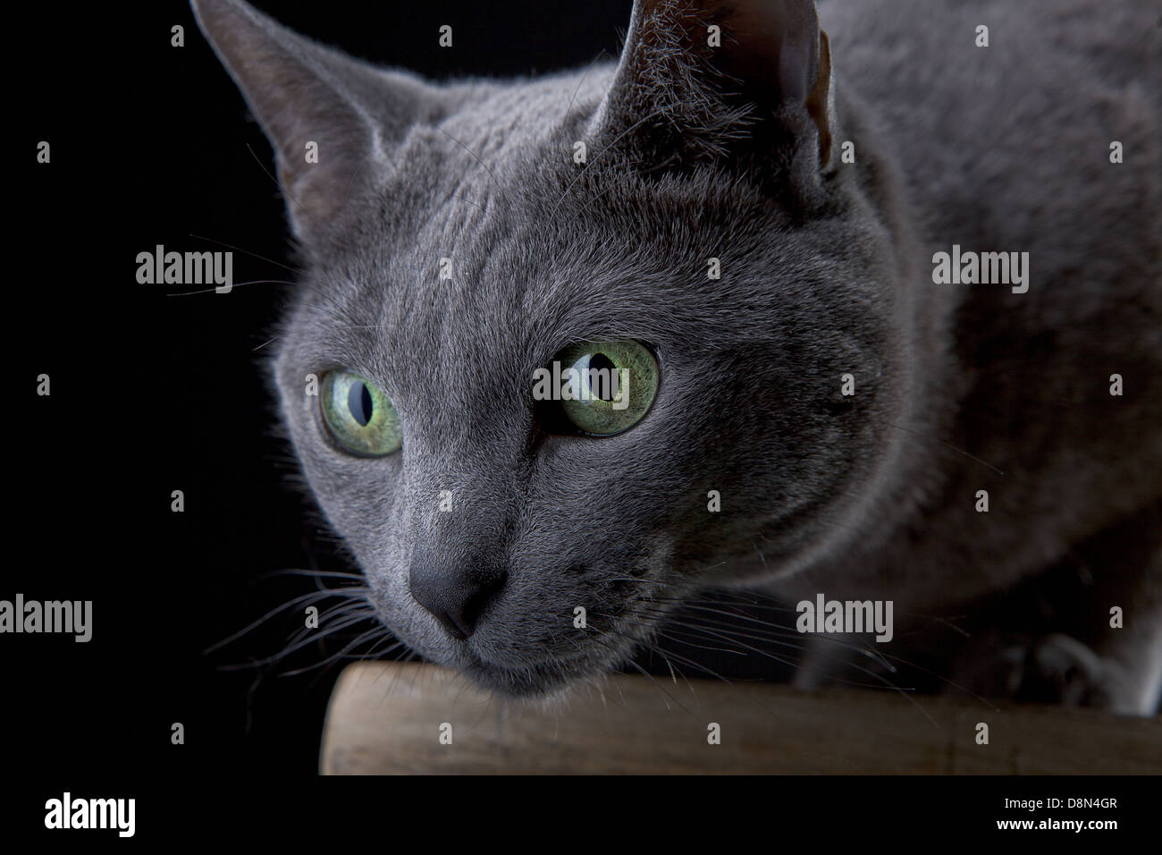 Russian Blue Cat Stock Photo - Alamy