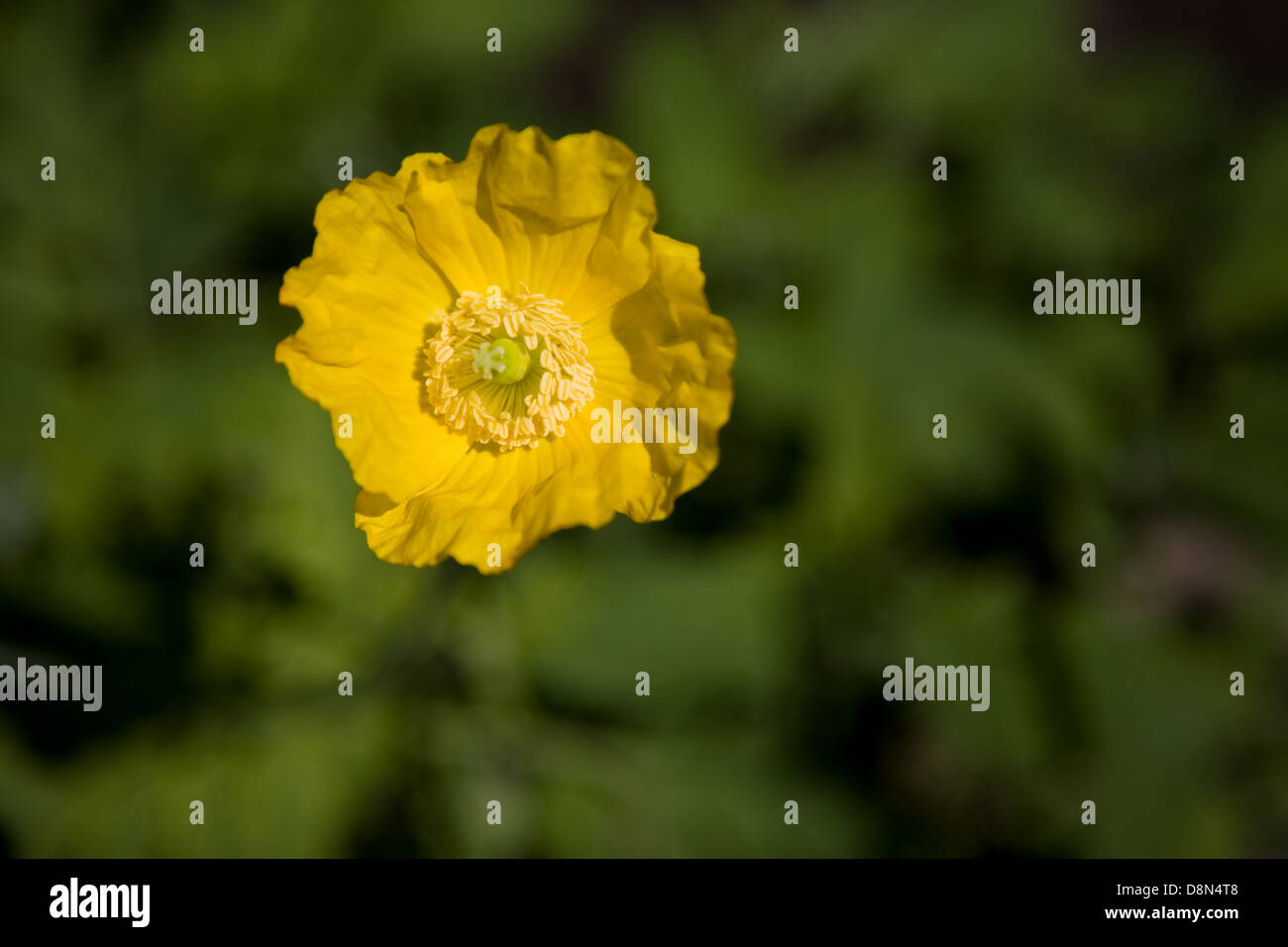 Flower of the welsh poppy (Meconopsis Cambrica Stock Photo - Alamy