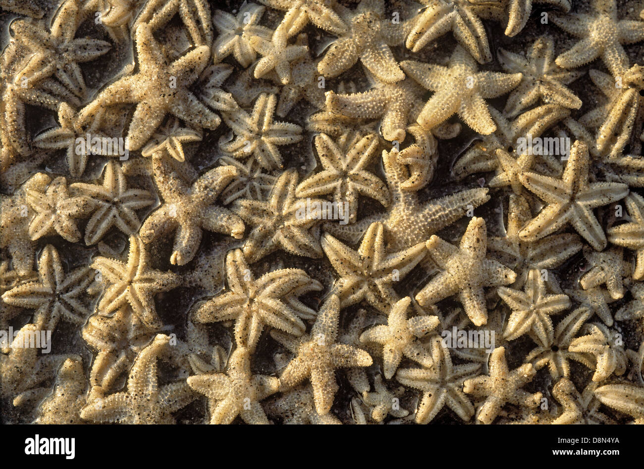 Starfish pattern on a sandy beach Stock Photo - Alamy