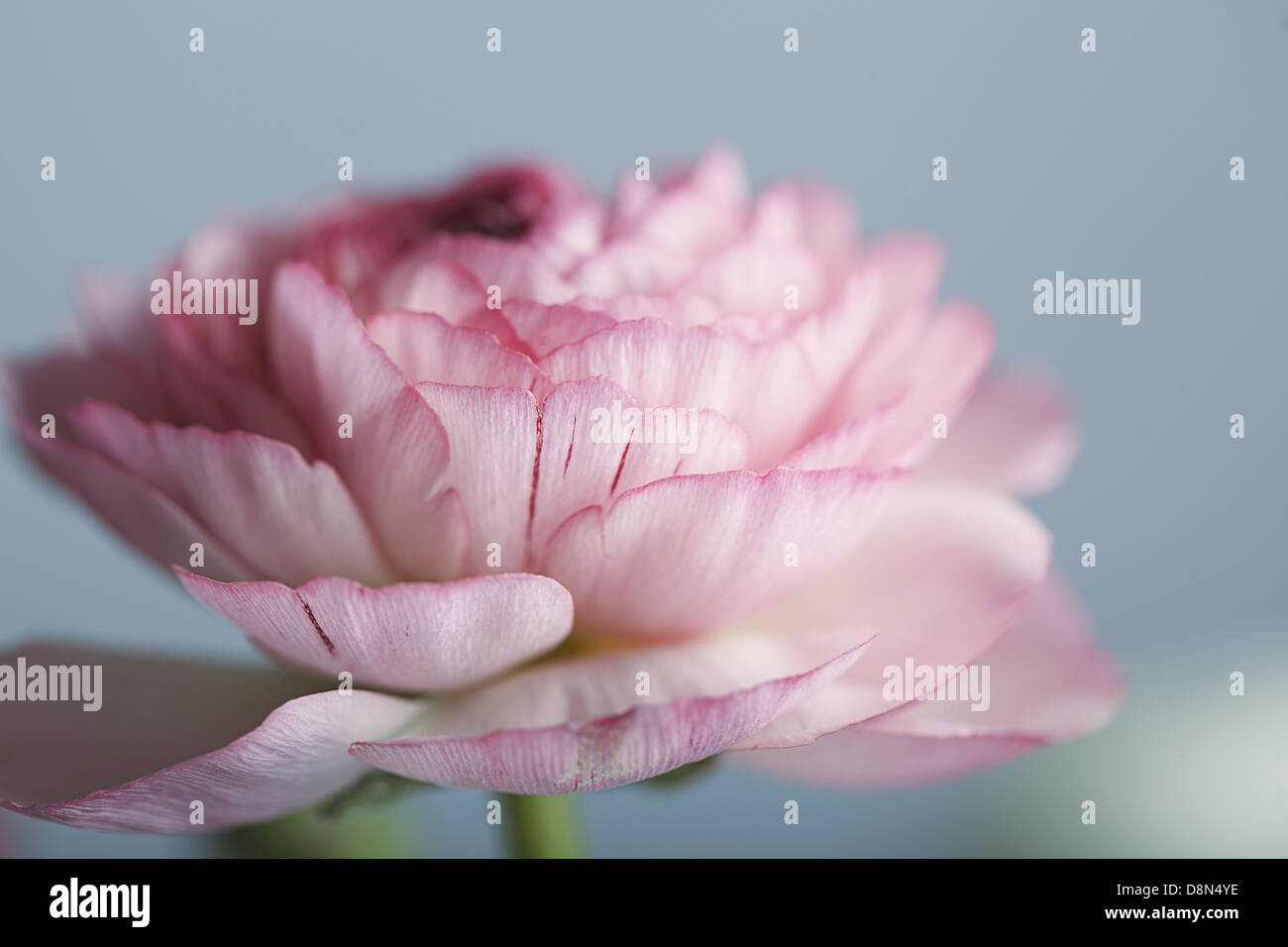 Pink Persian Buttercup Flower Stock Photo - Alamy