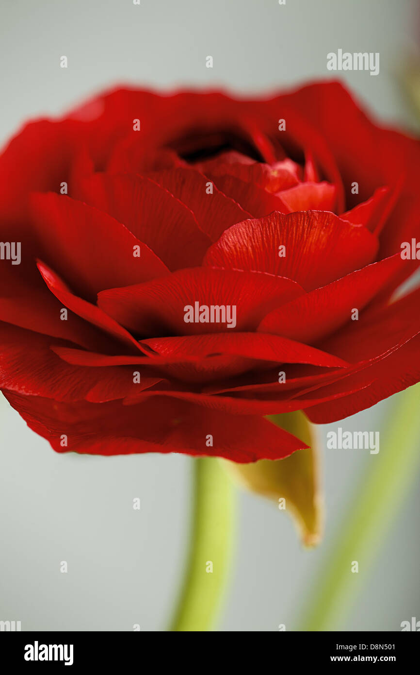 Red Persian Buttercup Flower Stock Photo - Alamy