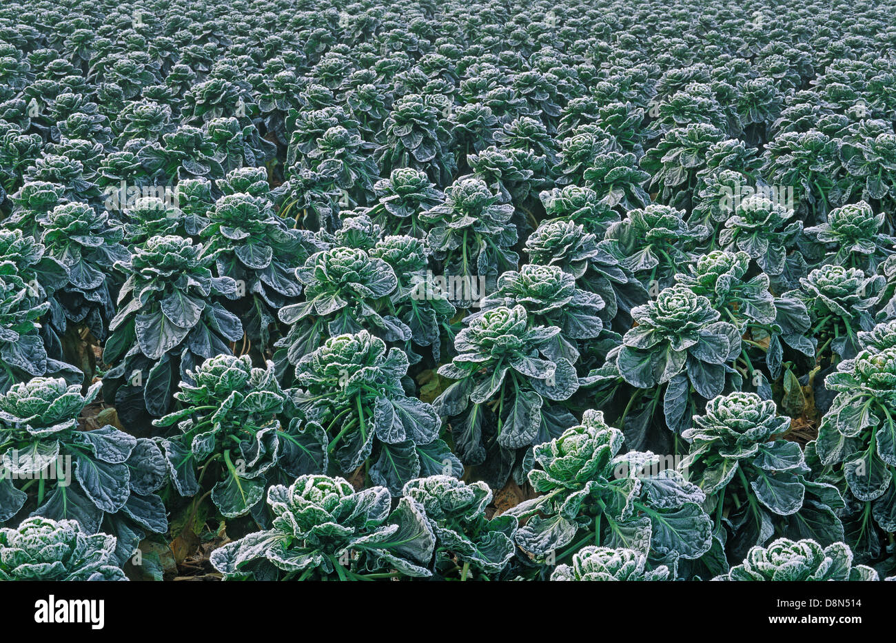 Field of Brussels sprout covered in frost Stock Photo - Alamy