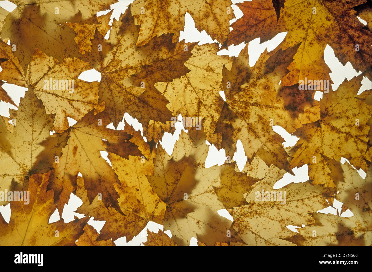 Maple tree leaves Stock Photo - Alamy