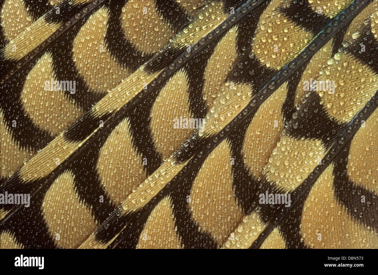 Feather detail and water drops Stock Photo - Alamy