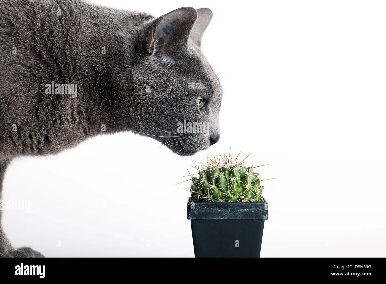 Cat and cactus hi-res stock photography and images - Alamy