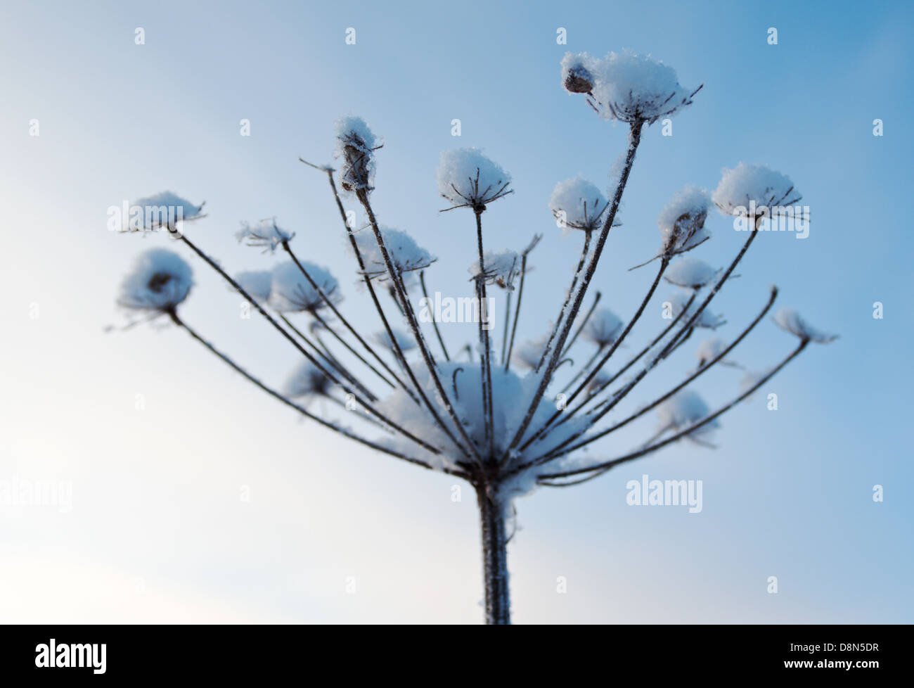 Winter scene .Frozenned flower Stock Photo - Alamy
