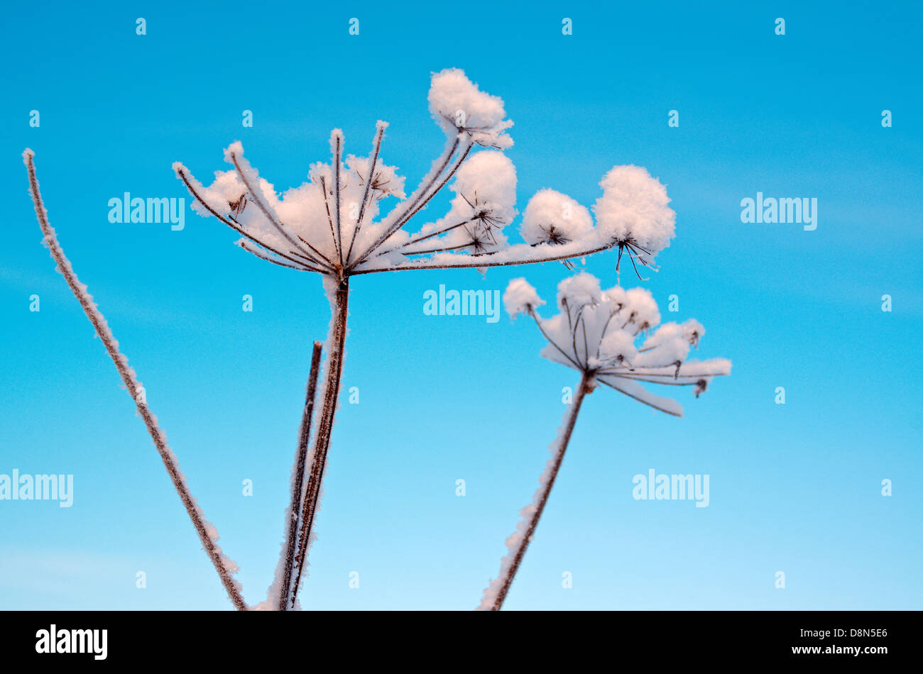 Winter scene .Frozenned flower Stock Photo - Alamy
