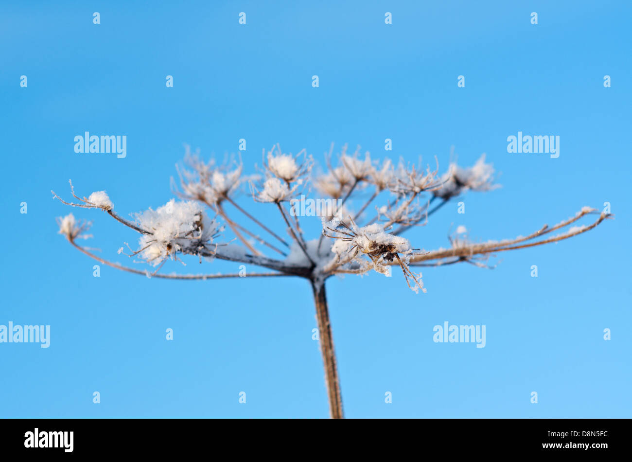 Winter scene .Frozenned flower Stock Photo - Alamy