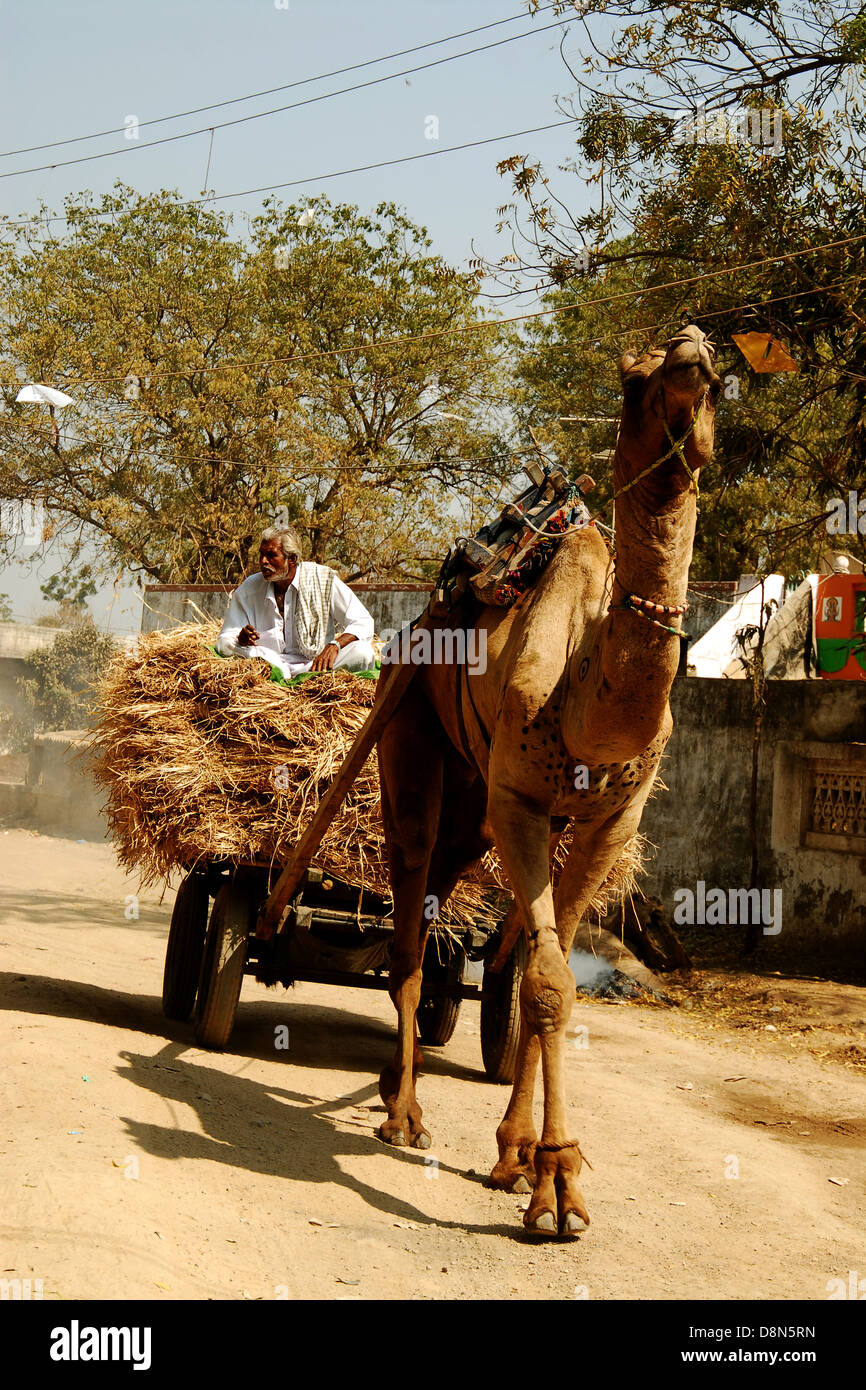 Camel cart hi-res stock photography and images - Alamy