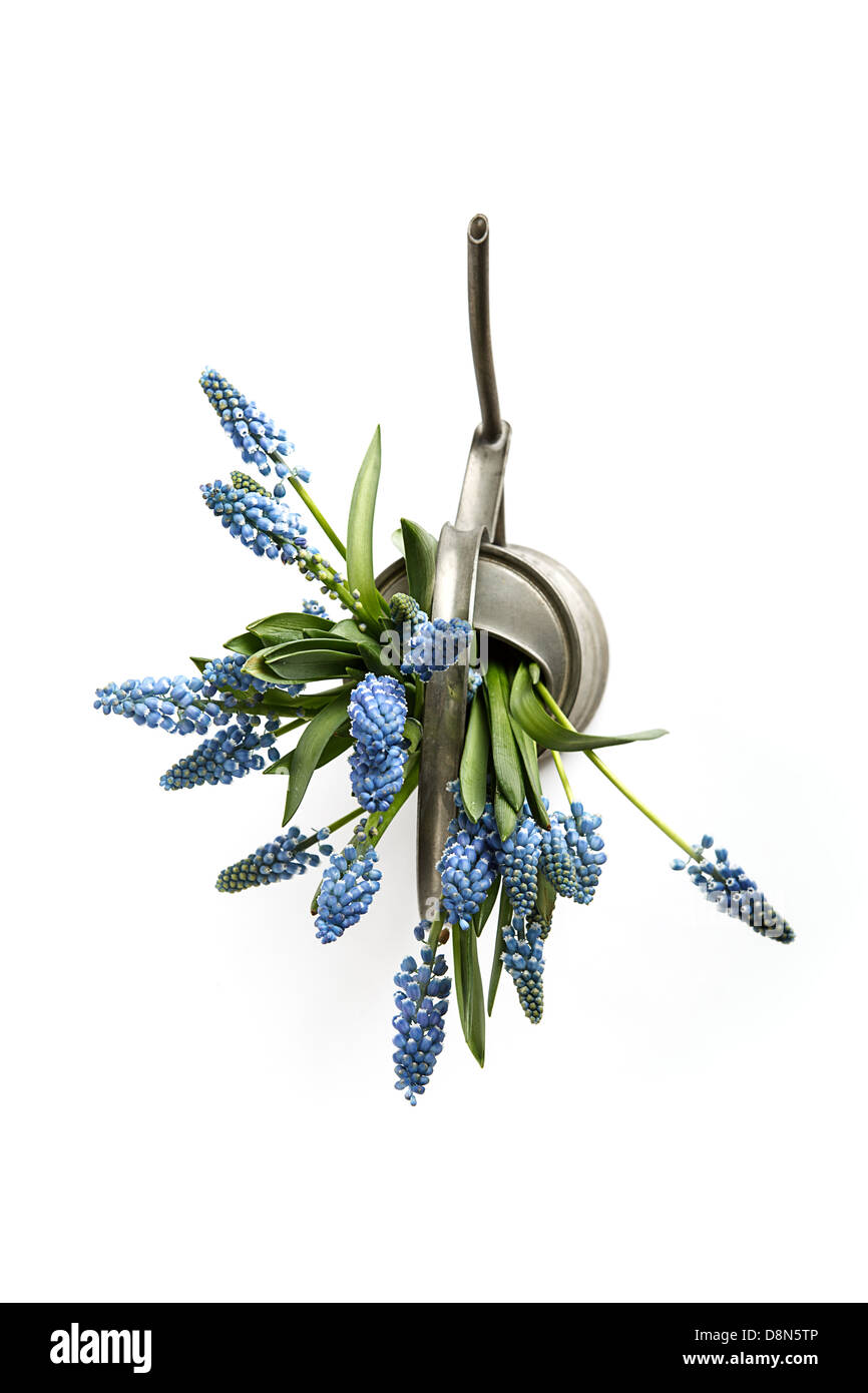 Hyacinth display Cut Out Stock Images & Pictures - Alamy