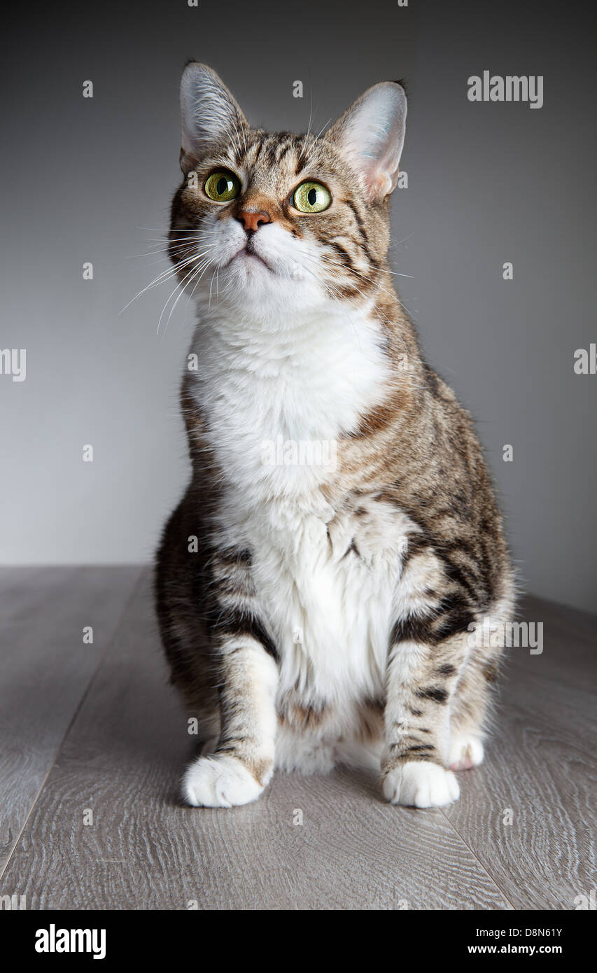 Cat portrait hi-res stock photography and images - Alamy