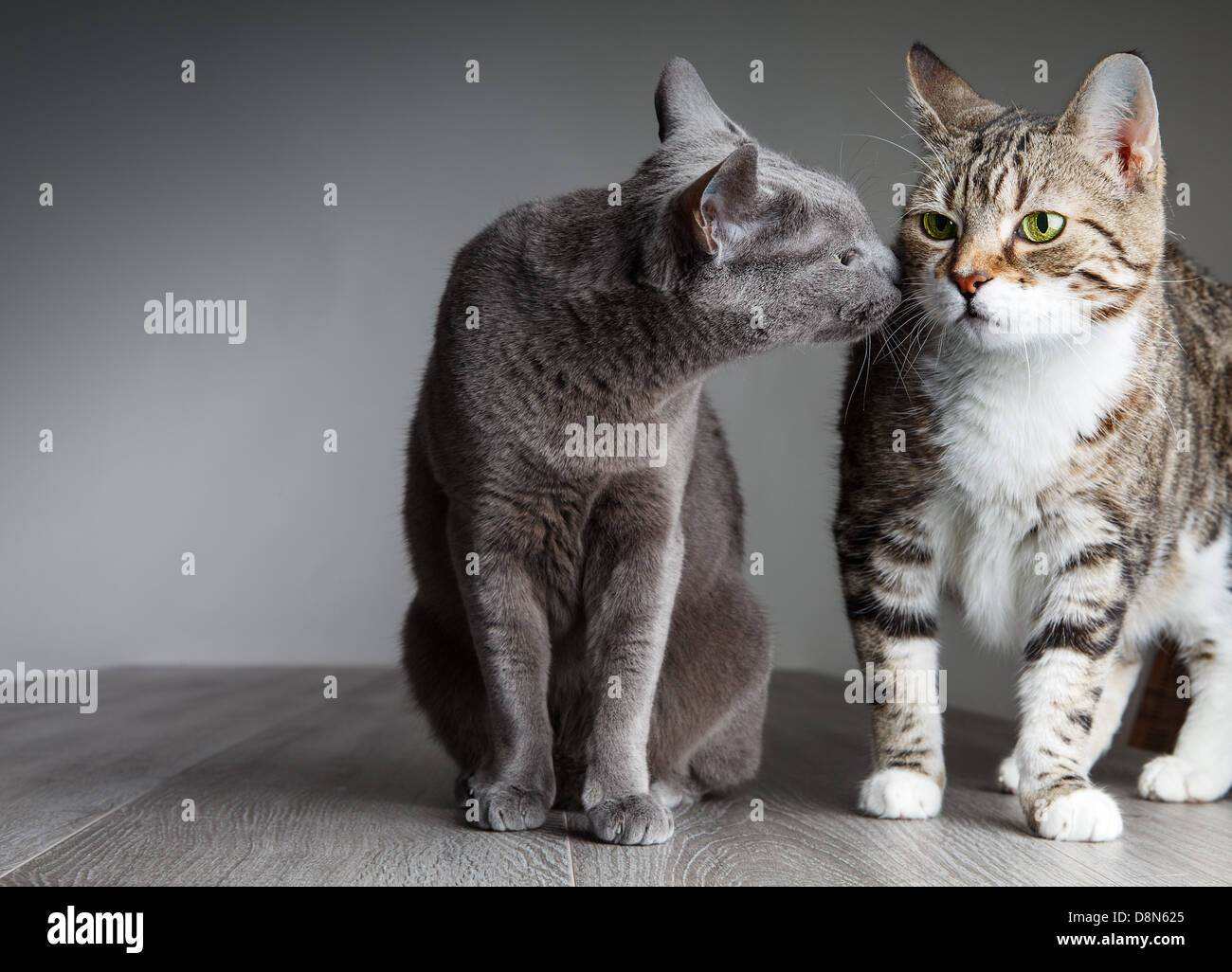 Two elegant cats hi-res stock photography and images - Alamy