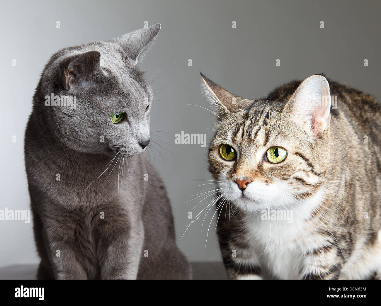 Three colored cats hi-res stock photography and images - Alamy