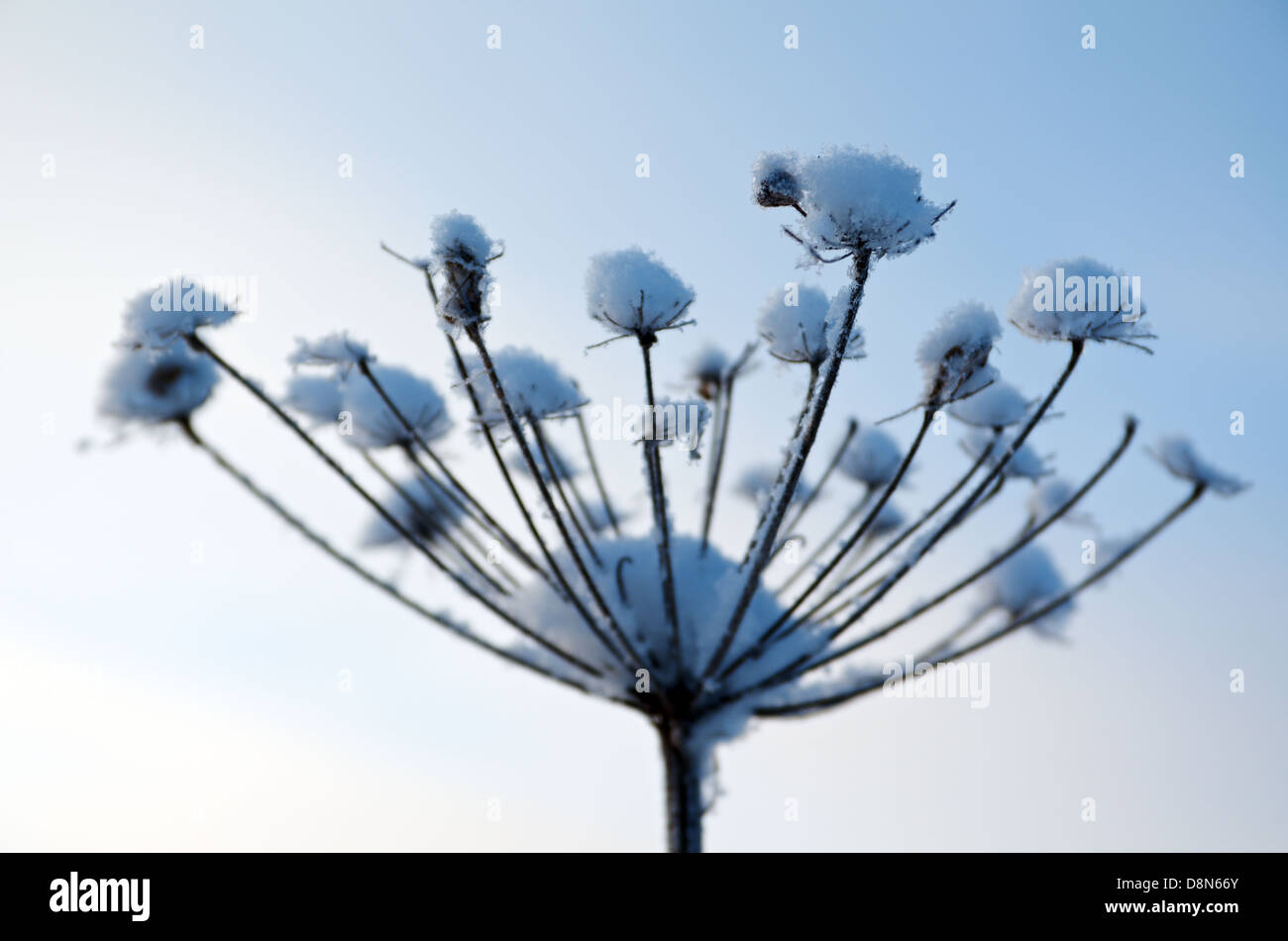 Winter scene .Frozenned flower Stock Photo - Alamy