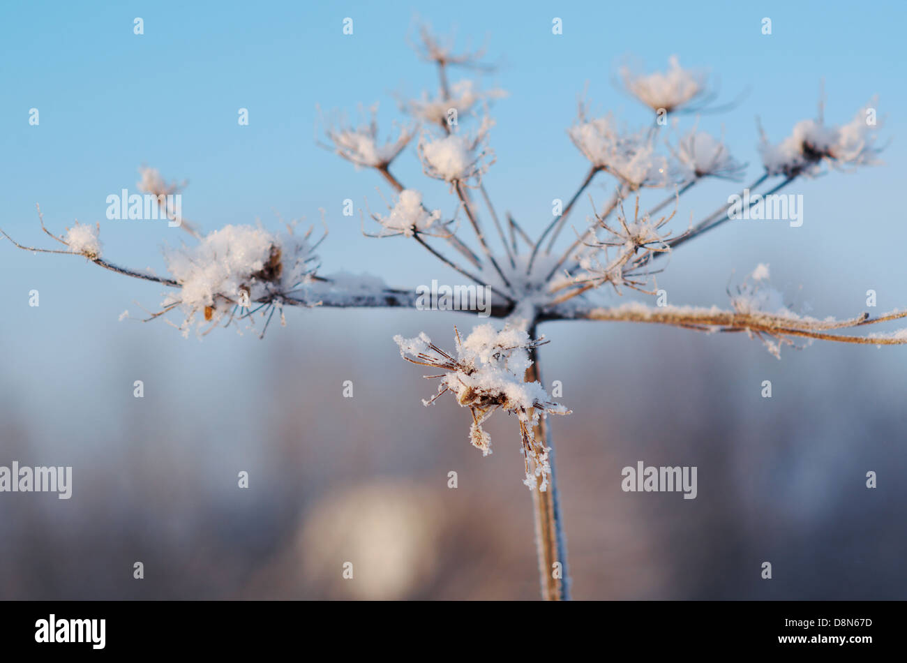 Winter scene .Frozenned flower Stock Photo - Alamy