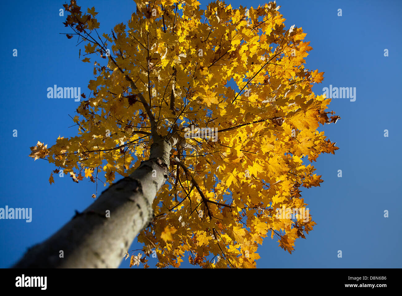 Maple Tree in Autumn Stock Photo - Alamy