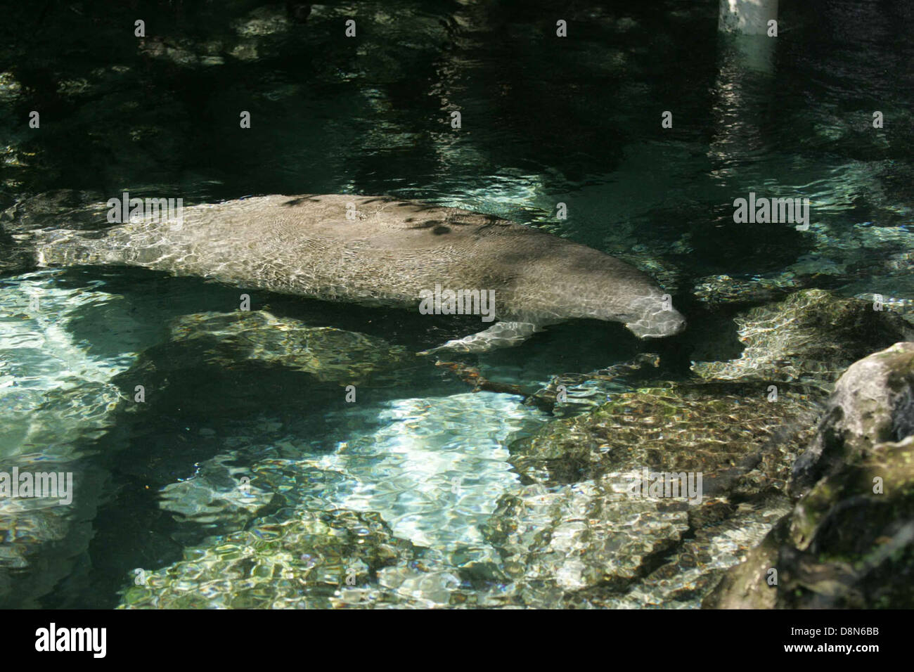 A manatee, an aquatic mammal, swims gracefully underwater. Known for ...