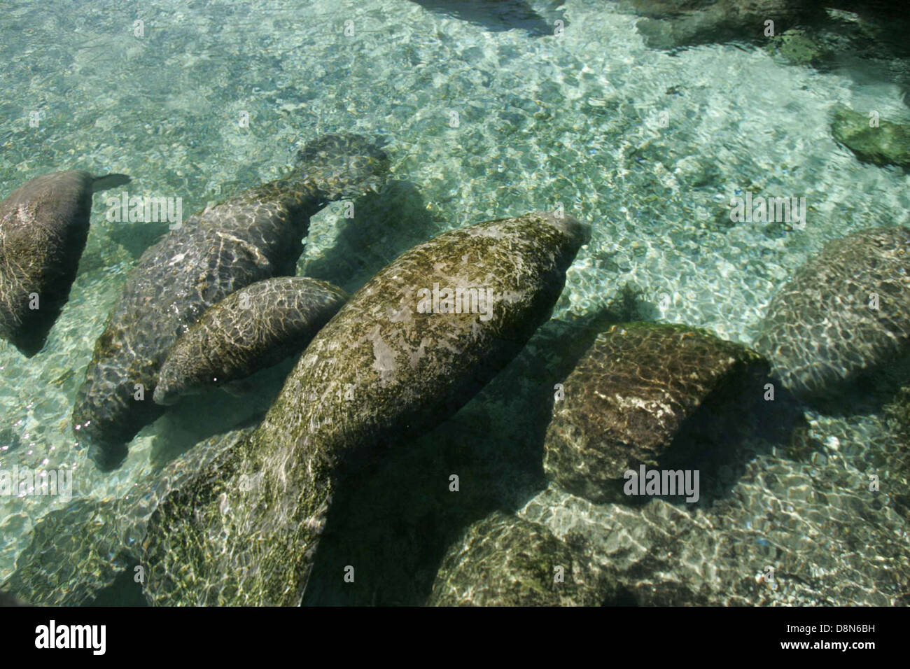 A close-up of a manatee, a large aquatic mammal native to coastal areas ...
