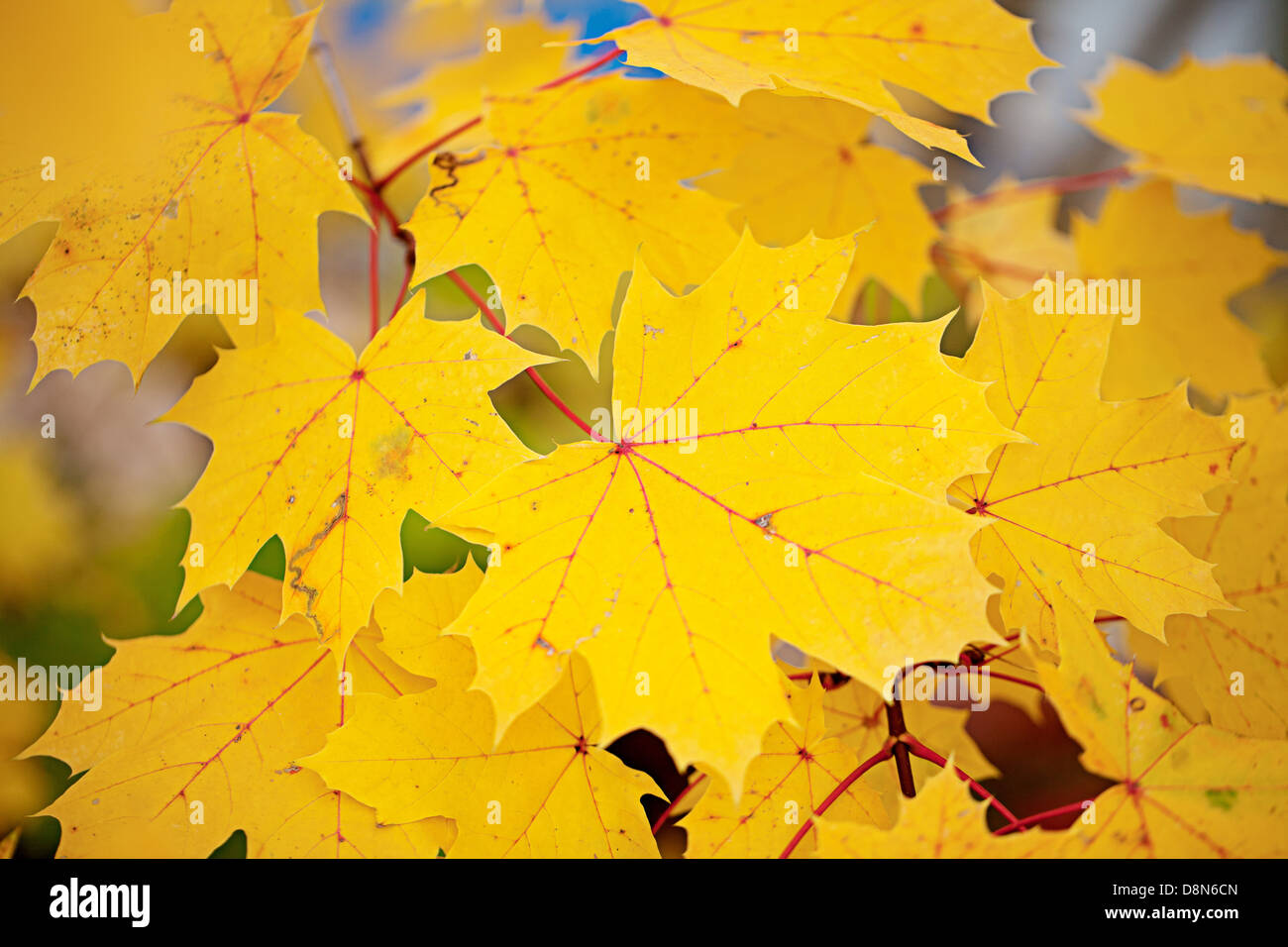 Ast maple leaf hi-res stock photography and images - Alamy