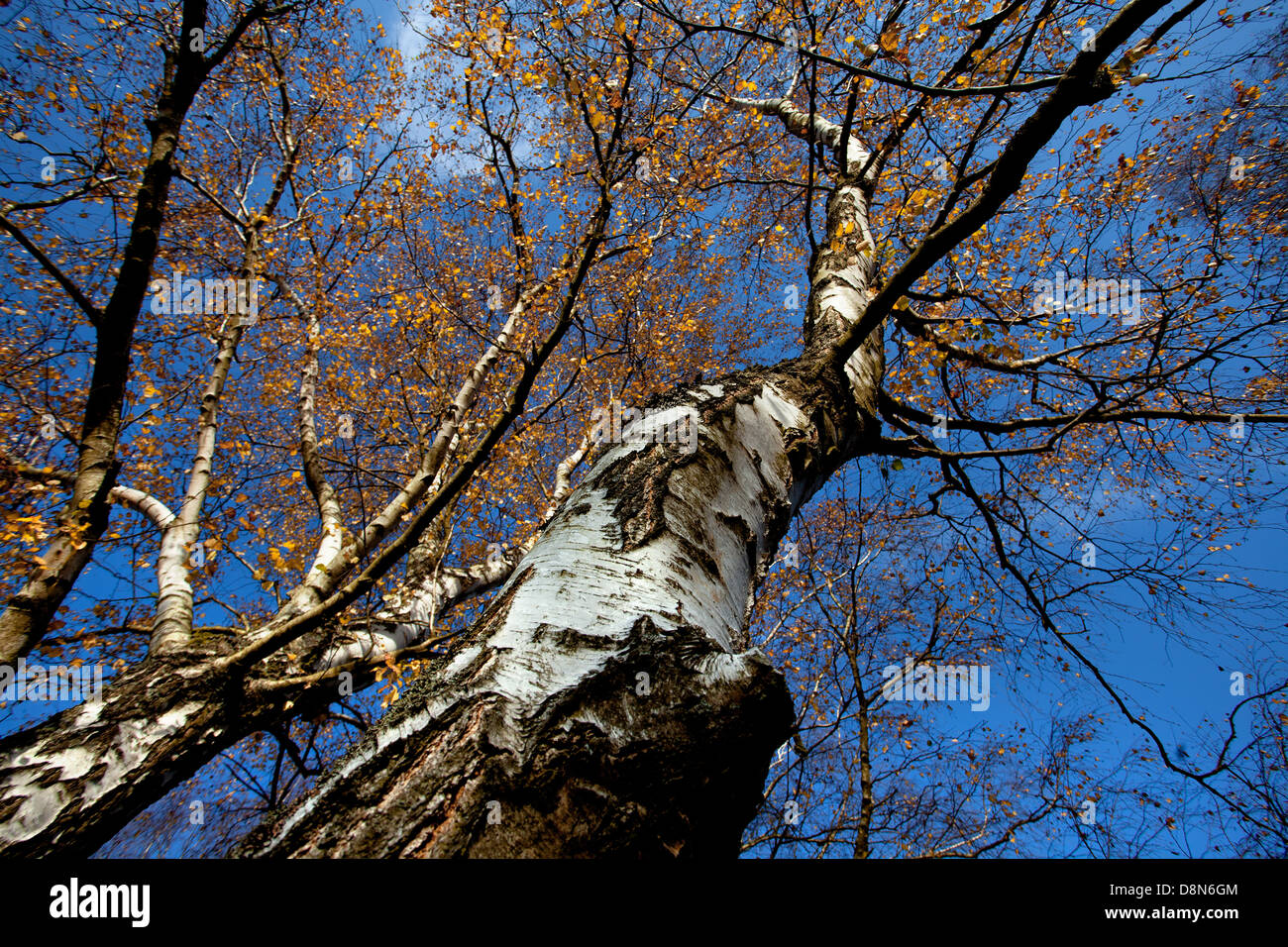 Birch Tree in Autumn Stock Photo - Alamy