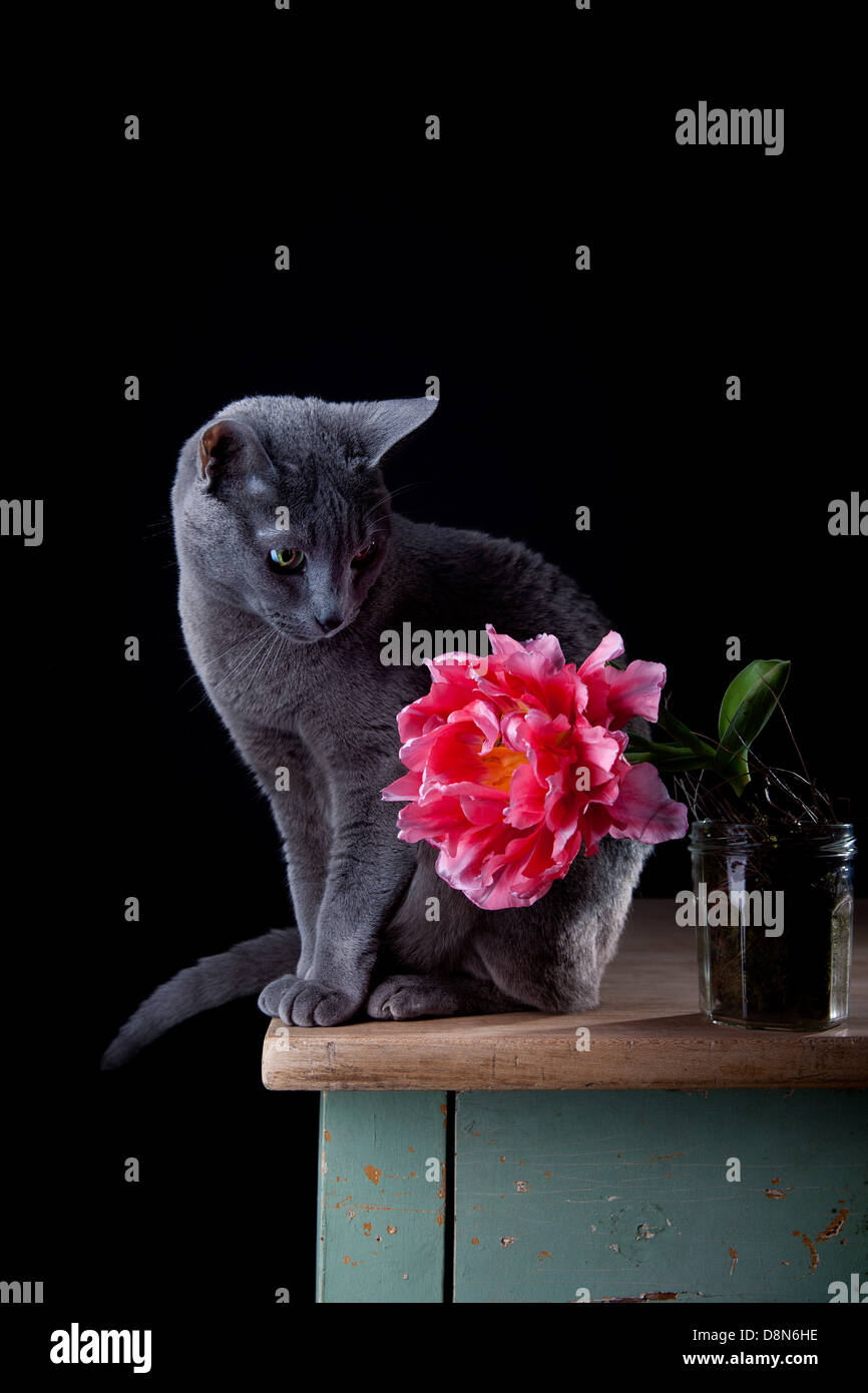 Cat and Tulip Stock Photo - Alamy