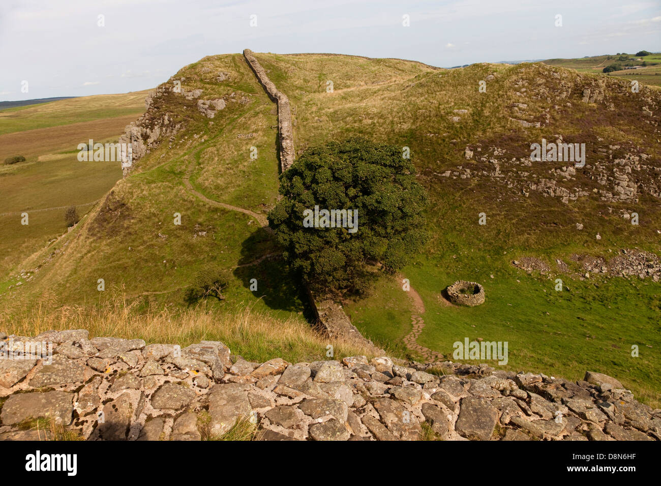 Hadrians wall tree from hi-res stock photography and images - Alamy