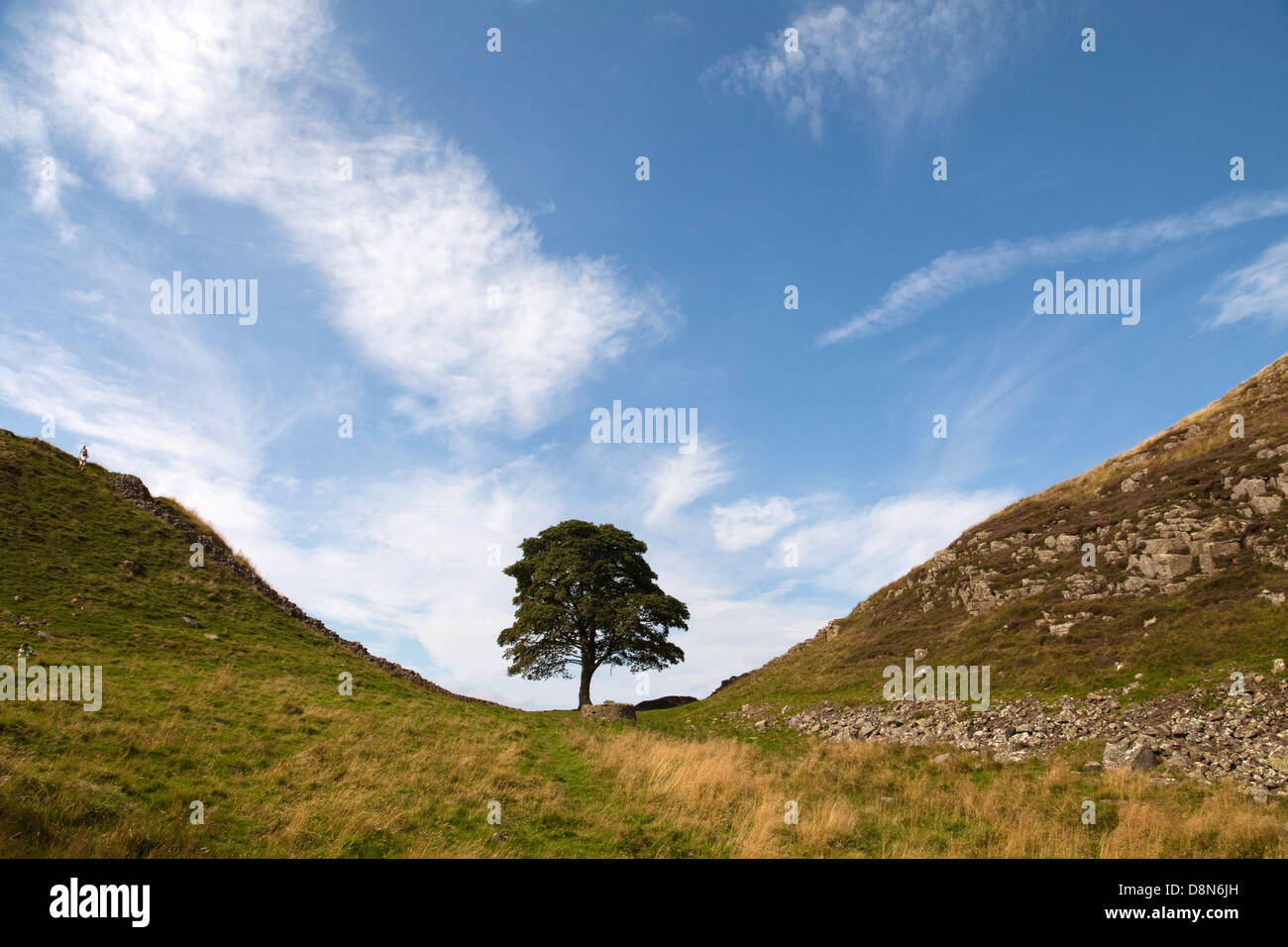 Robin hood tree hi-res stock photography and images - Alamy