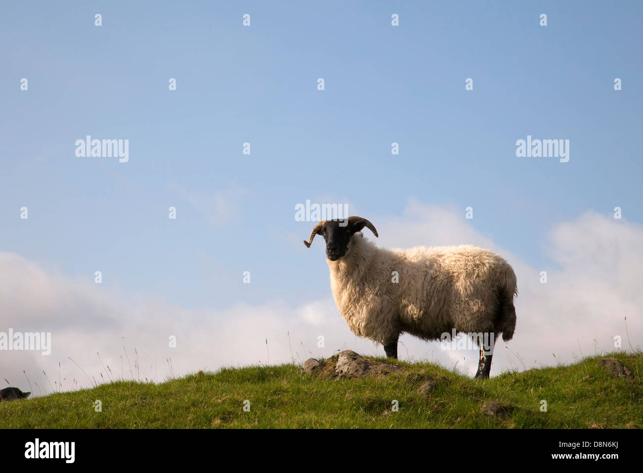 Black shee hi-res stock photography and images - Alamy