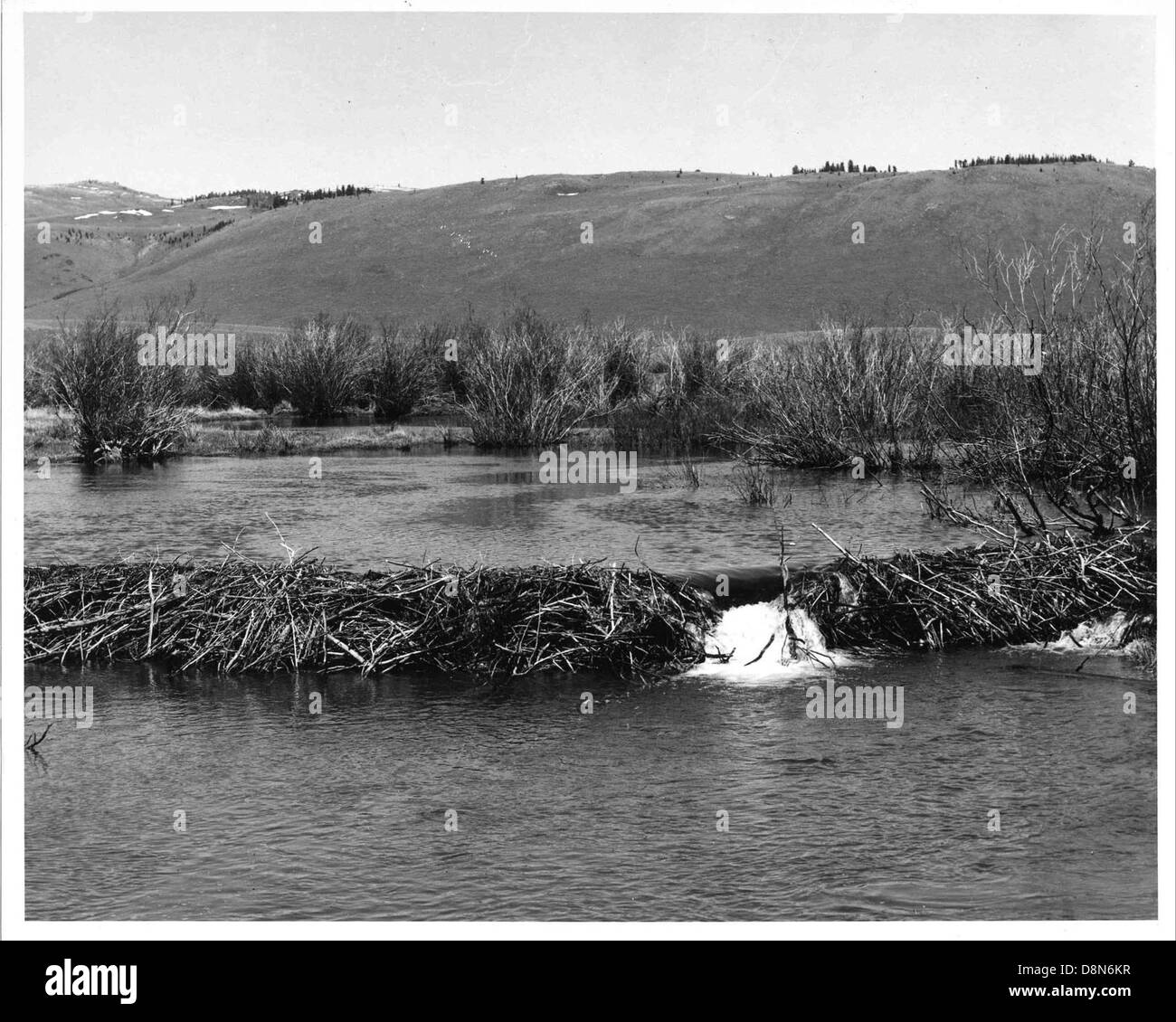 This vintage photo shows a beaver dam, showcasing the structure built ...
