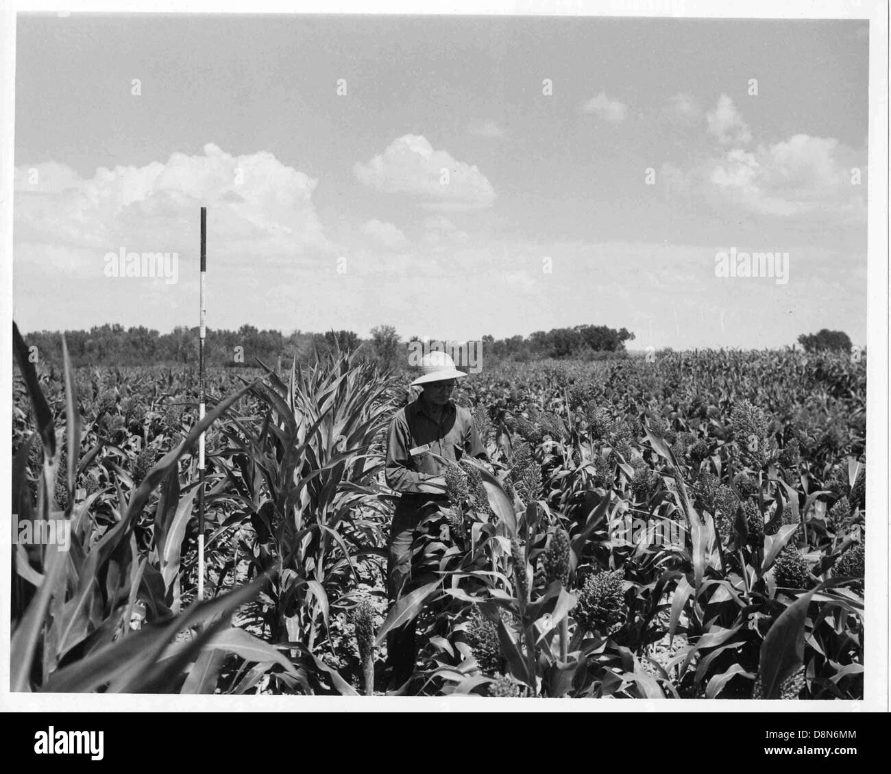 A biologist working in an experimental agricultural field, collecting ...