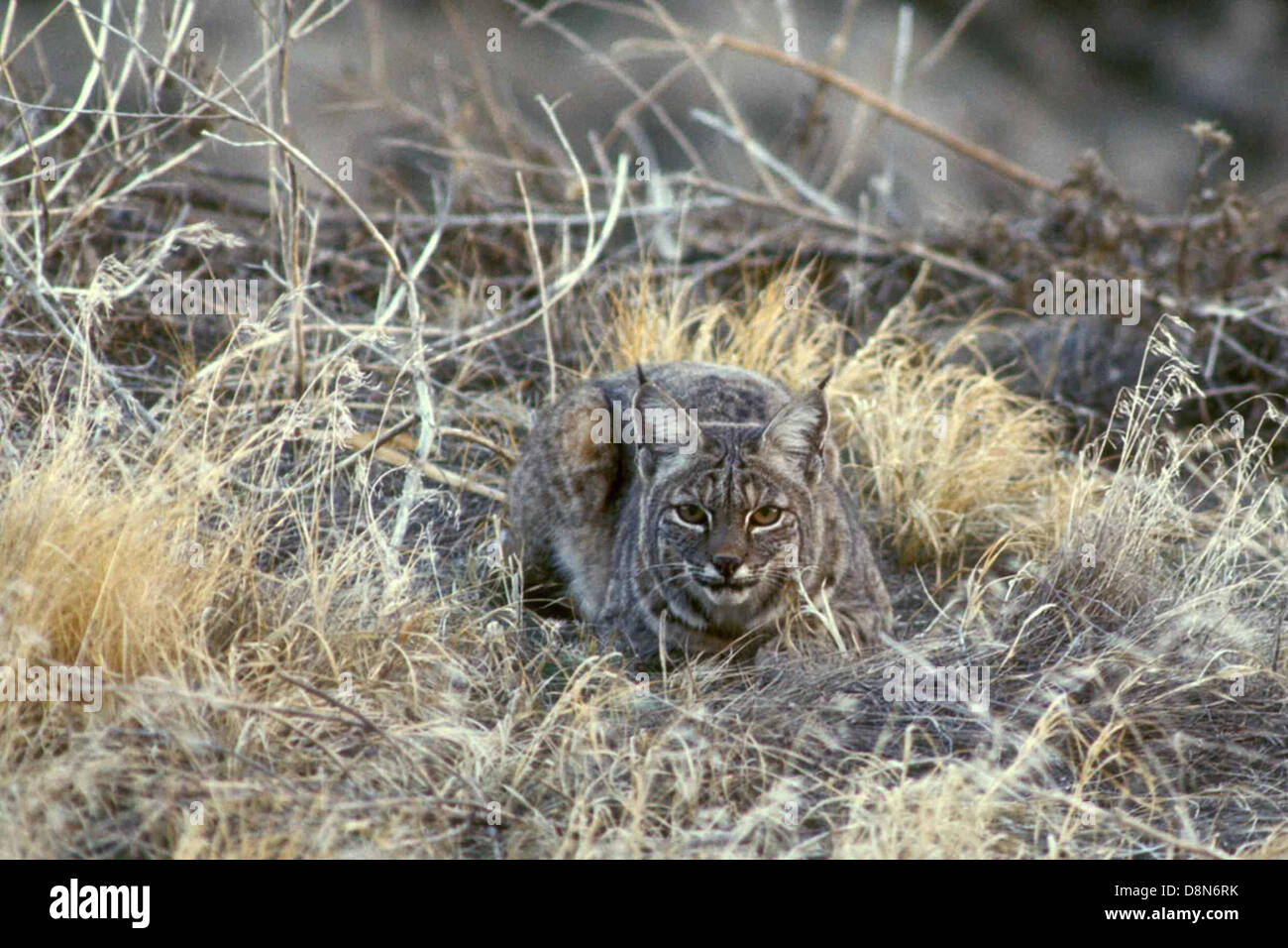 A bobcat in its natural environment, showcasing its sharp features and ...