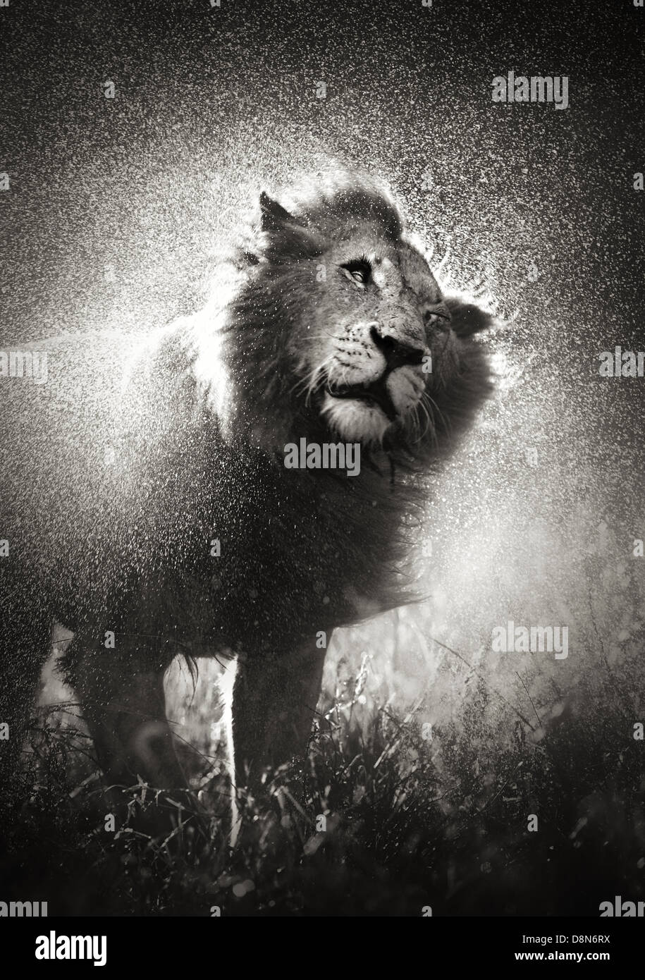 Male lion shaking off water in rainstorm - Kruger National Park - South ...