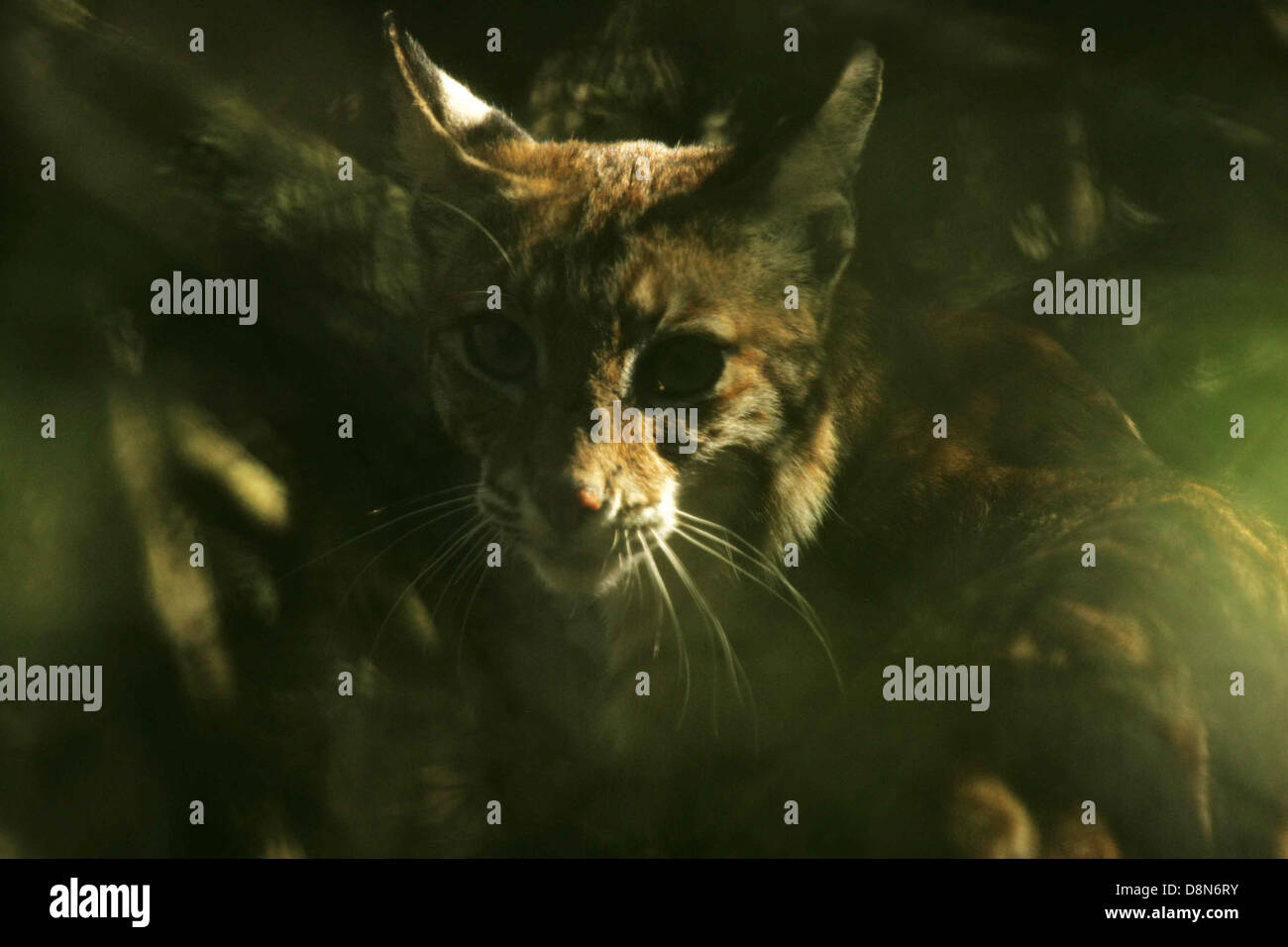 A bobcat (Lynx rufus) blending into dark plants, with its distinctive ...