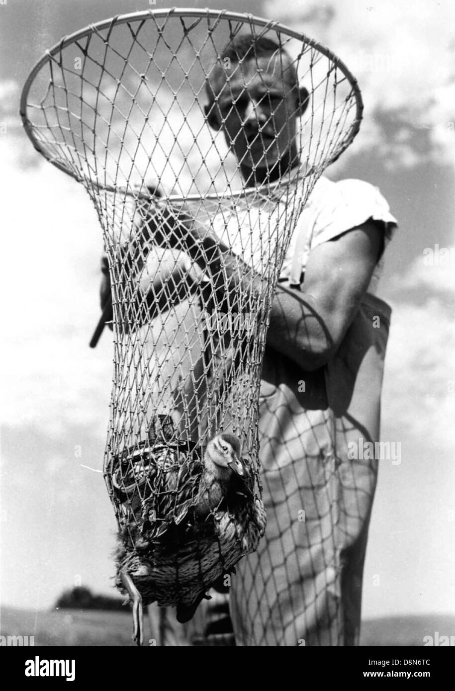 Boy duck Black and White Stock Photos & Images - Alamy