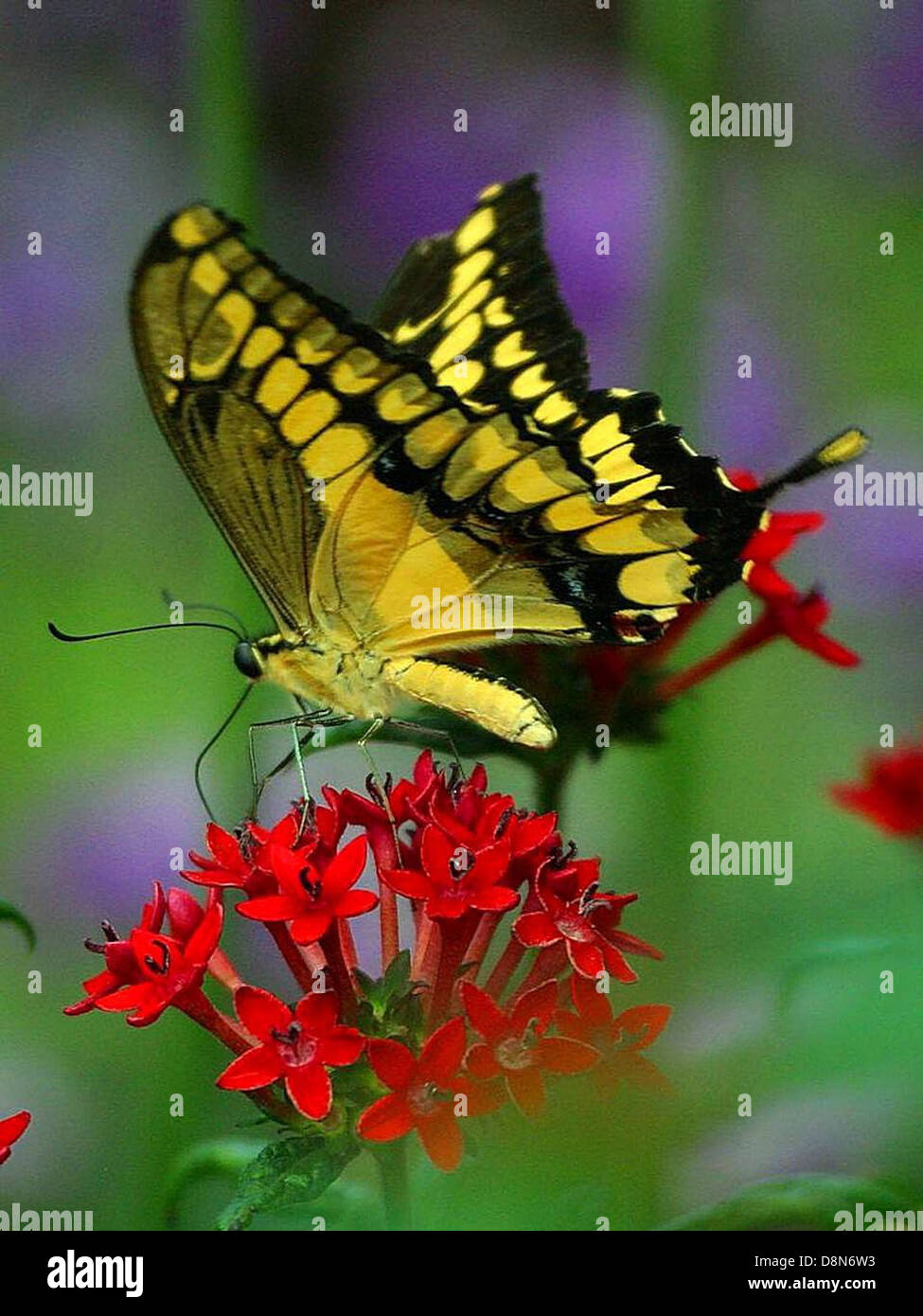 Butterfly butterflies wings Stock Photo - Alamy