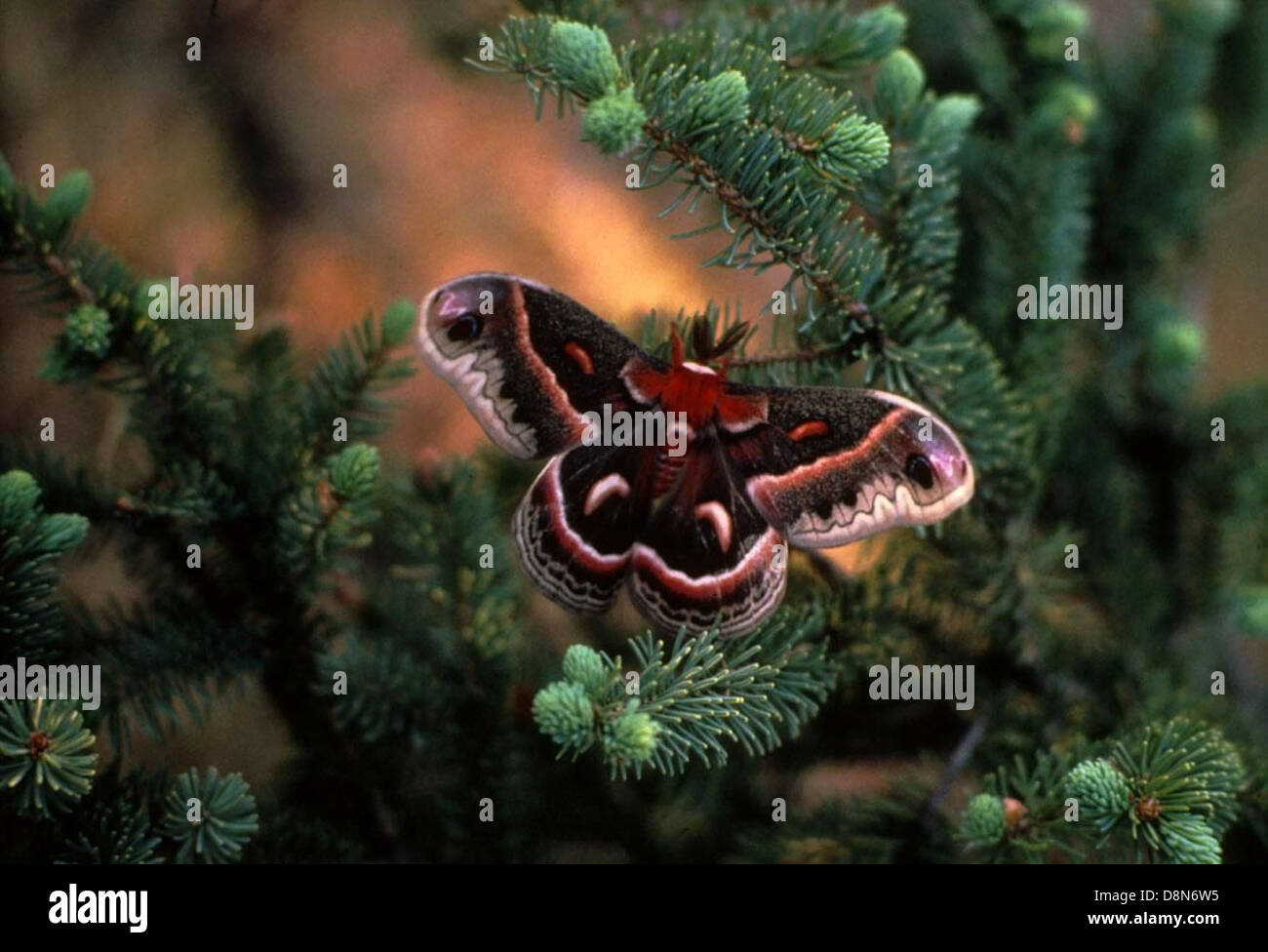 A close-up view of a butterfly with intricate wing patterns and vibrant ...